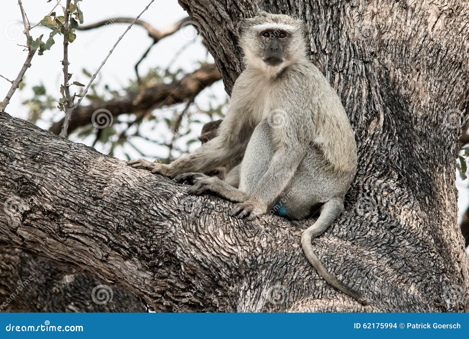 Cute African Monkeys