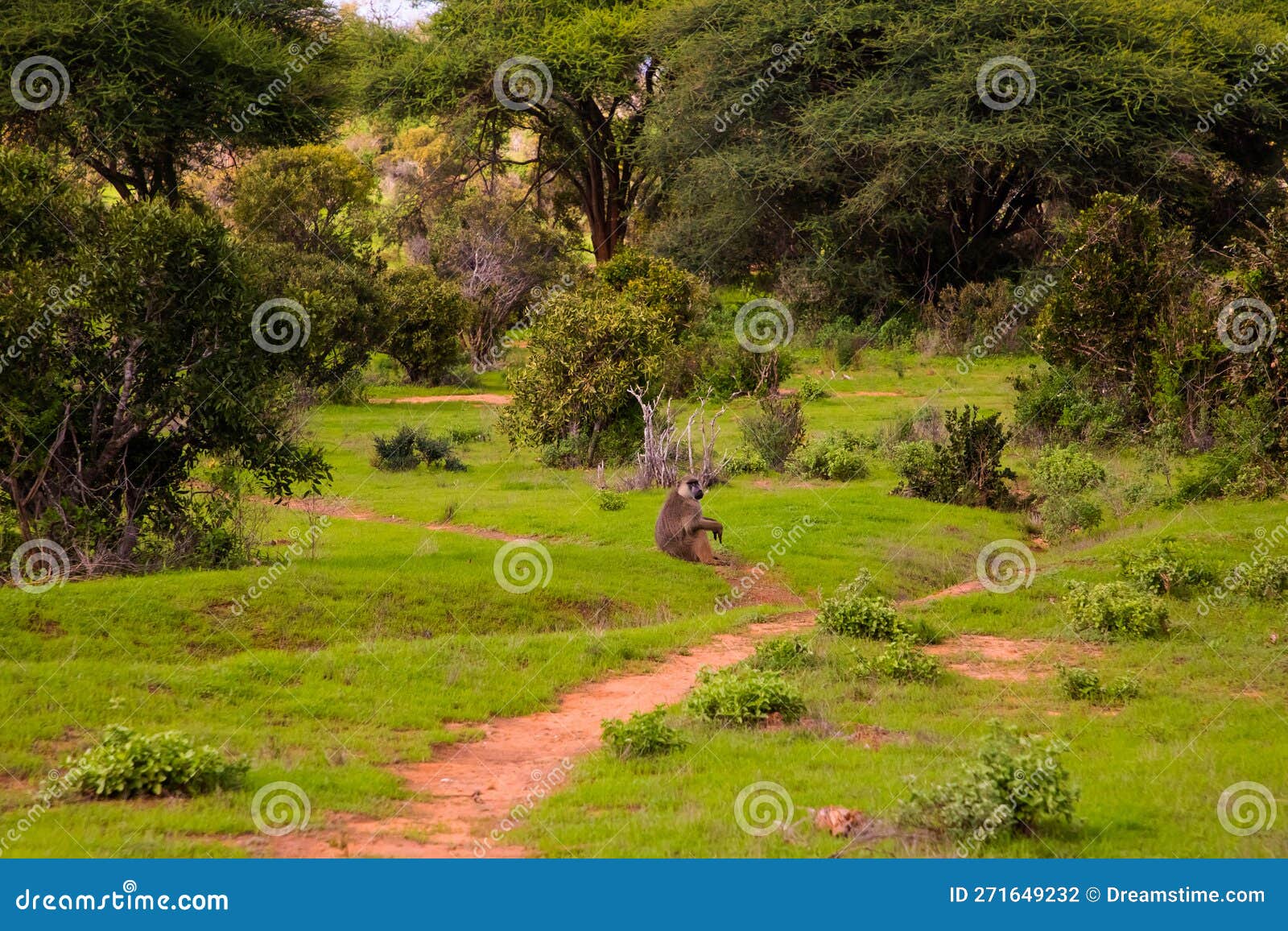 Monkey on the Tree. Animals in the Wild. Landscape during Sunset ...