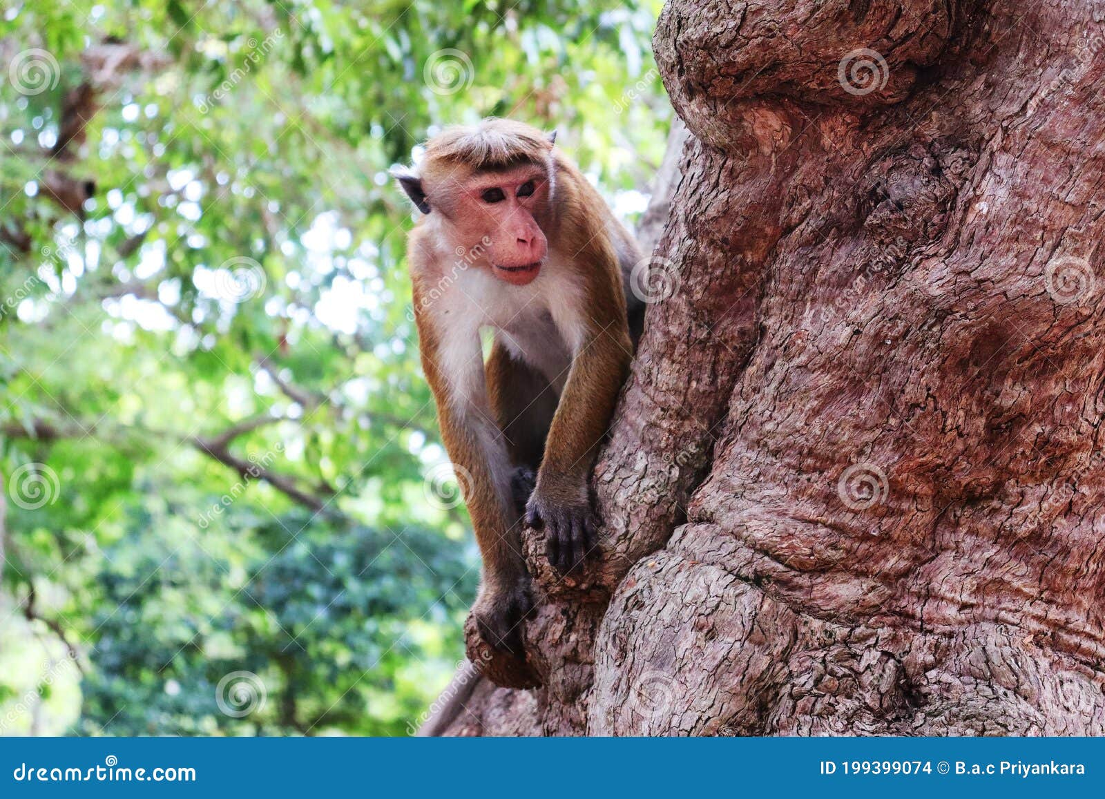 A monkey on the tree stock photo. Image of grassland - 199399074