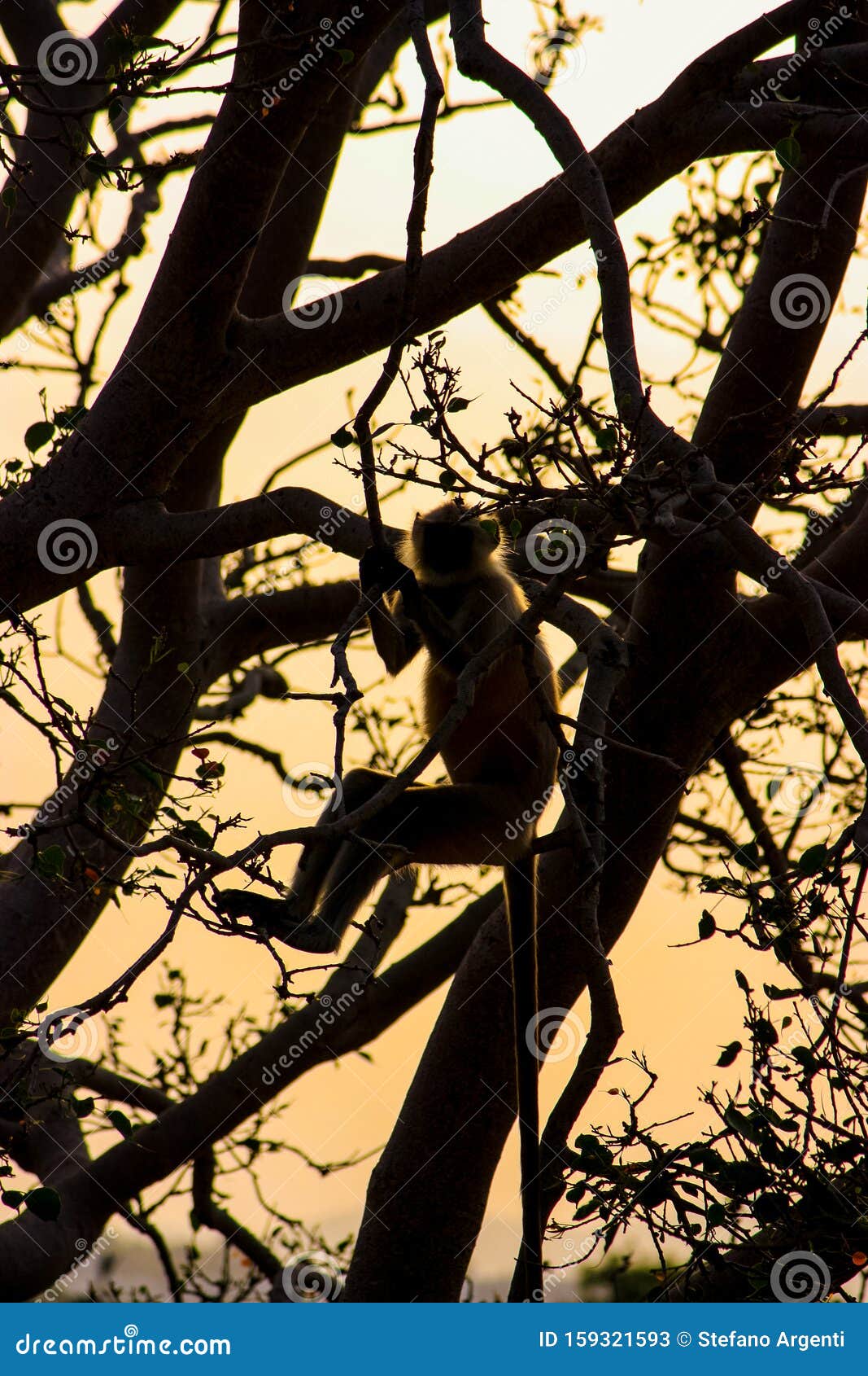Monkey on a Tree Backlighting at Sunset in Pushkar Stock Image - Image ...