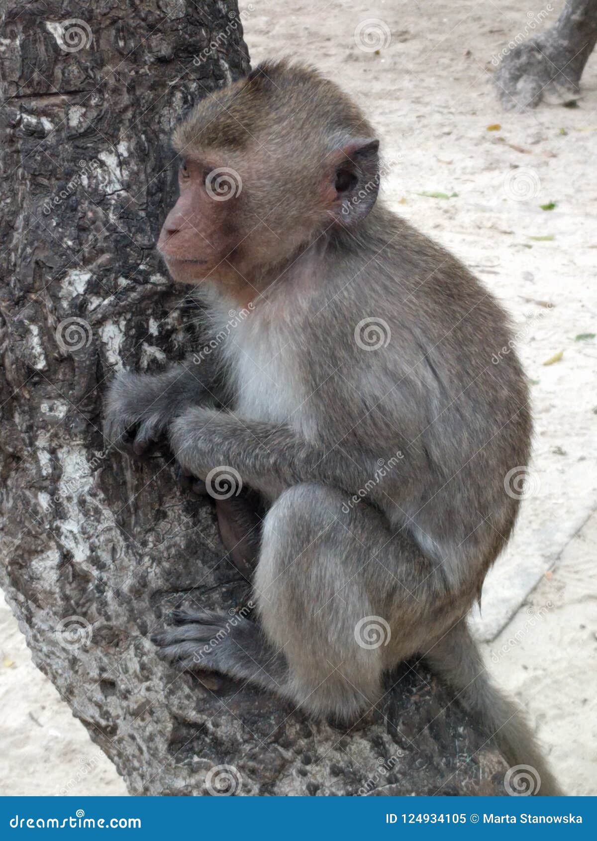 Monkey on a Tree on the Beach. Stock Image - Image of vietnam, cute ...