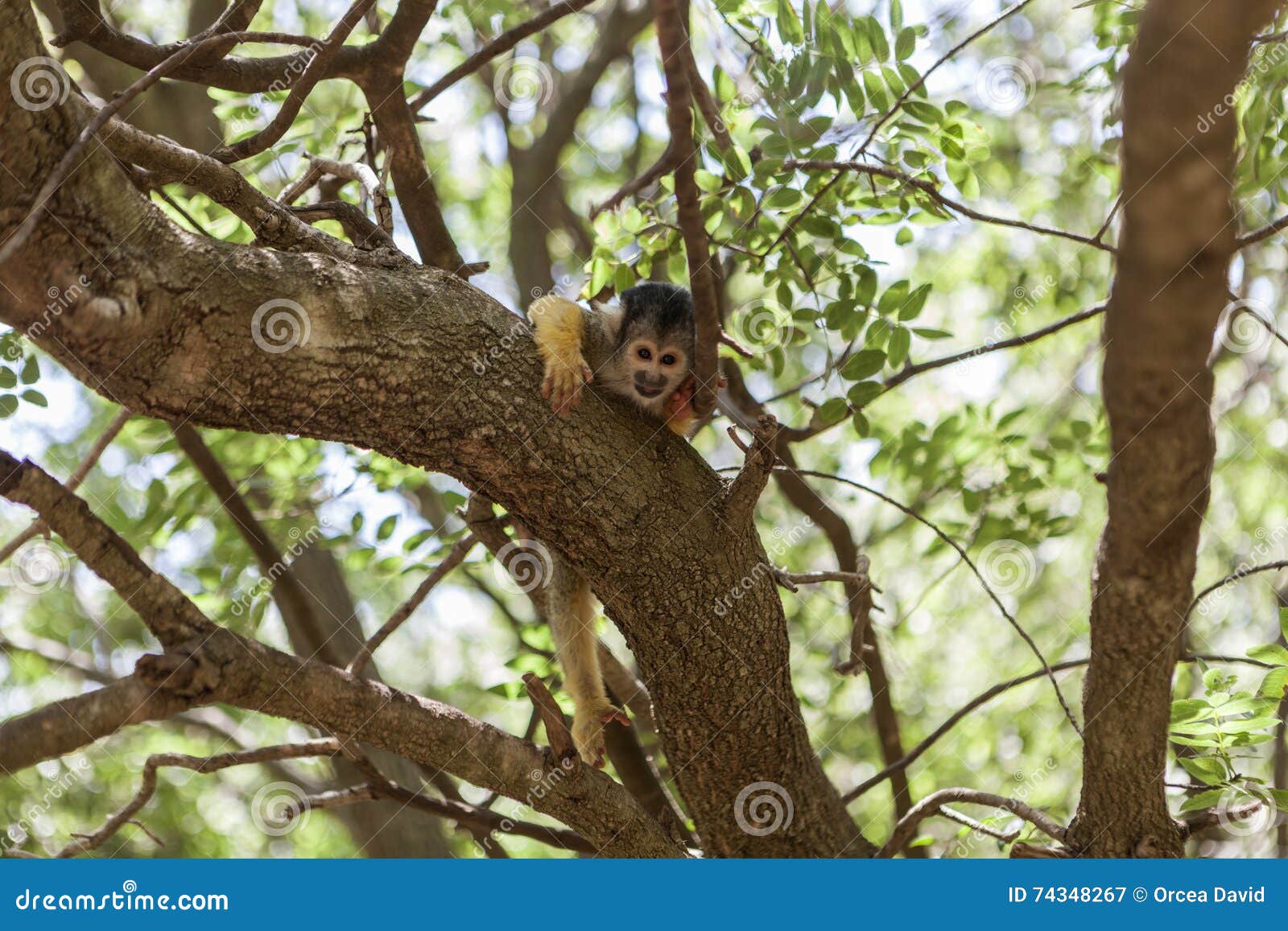 The Monkey in Tree stock image. Image of curious, monkeys - 74348267