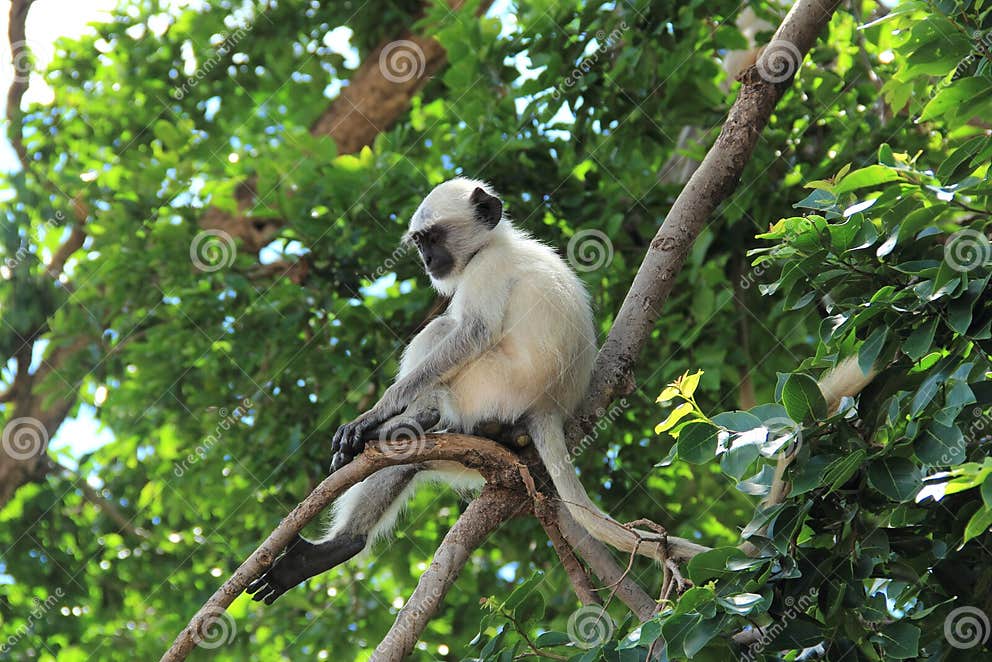 Monkey in a Tree. stock photo. Image of primate, bush - 37350134