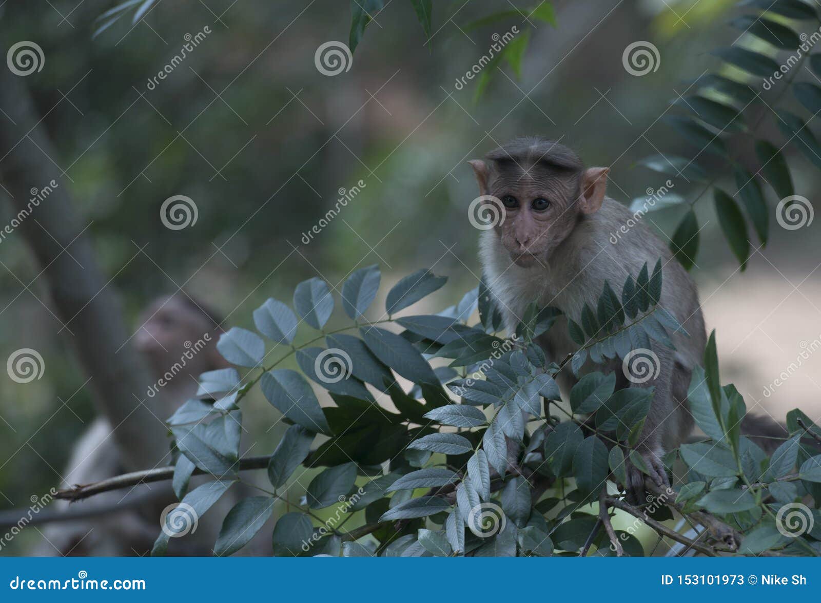Monkey On A Tree In India In A National Park Waterfalls Athirapilly ...