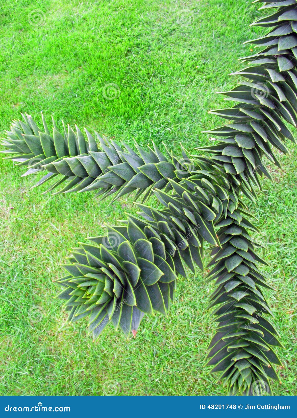 Monkey Tree Branch stock photo. Image of botany, spiral - 48291748