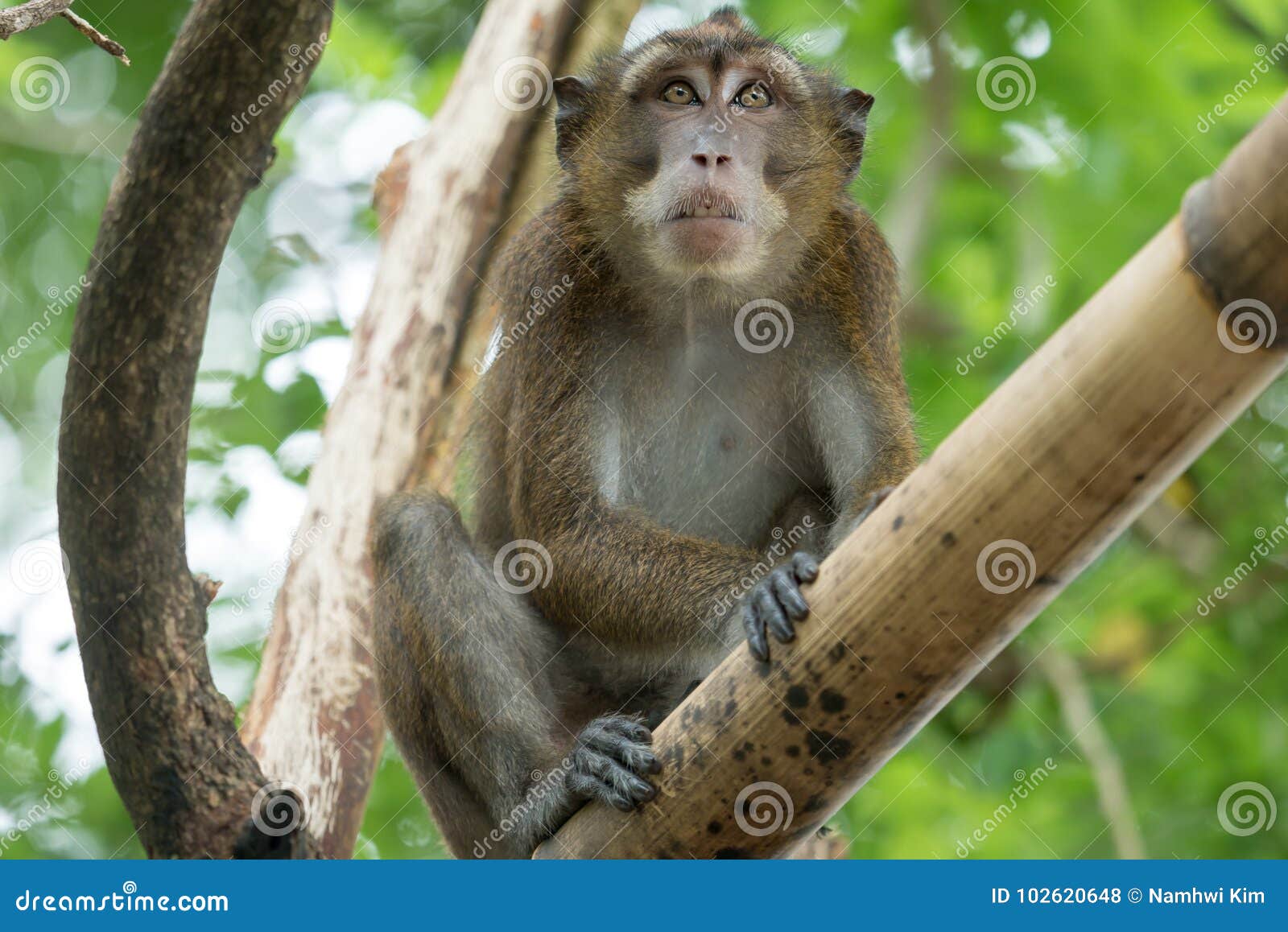 Monkey on a tree branch stock photo. Image of face, snout - 102620648