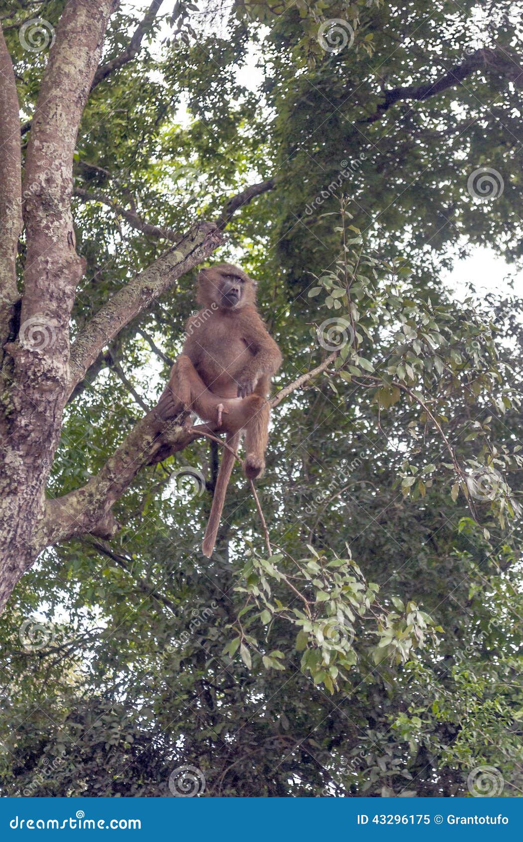 Monkey on a tree branch stock image. Image of natural - 43296175