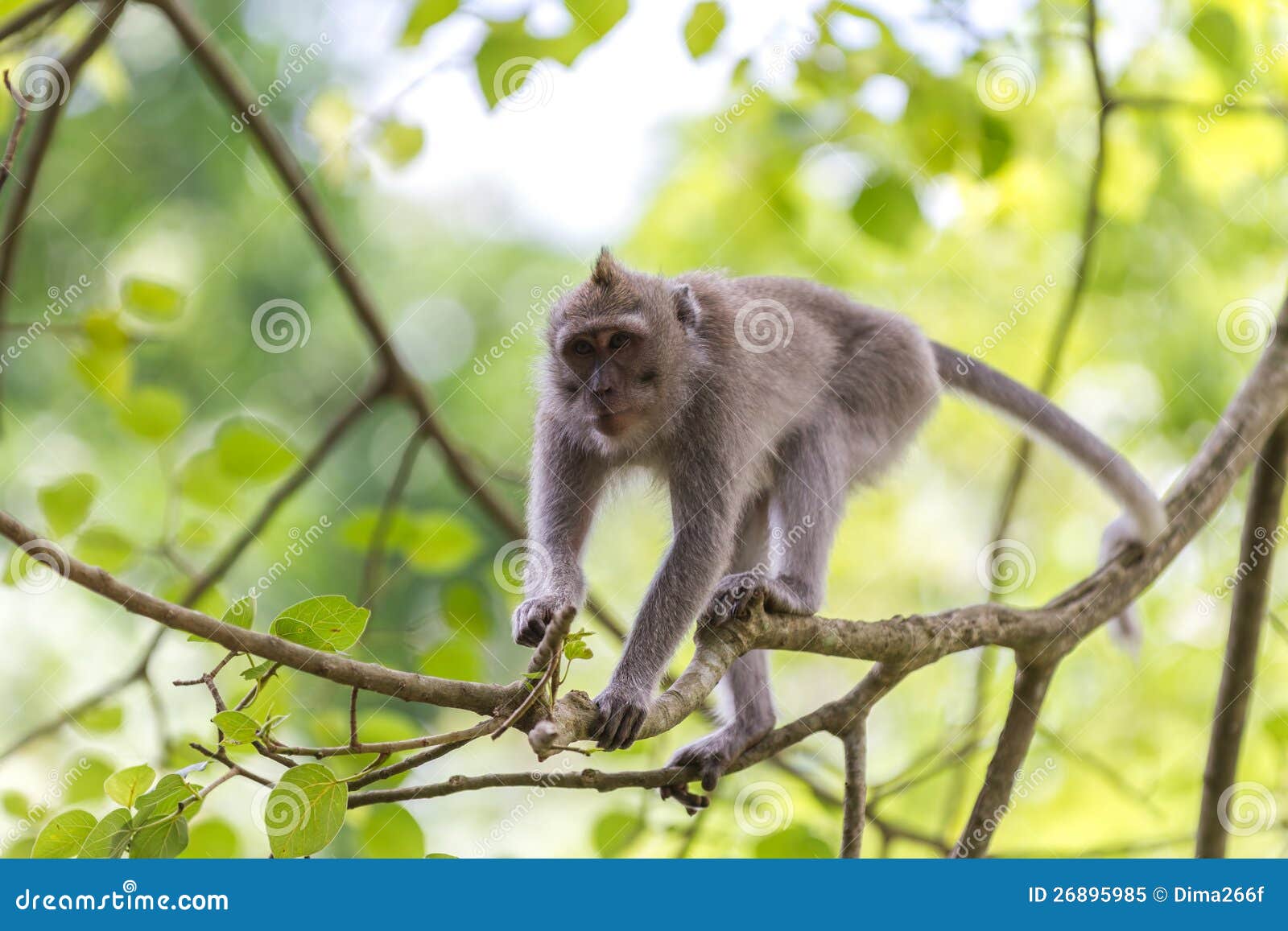 A Monkey On The Tree Royalty-Free Stock Photography | CartoonDealer.com ...
