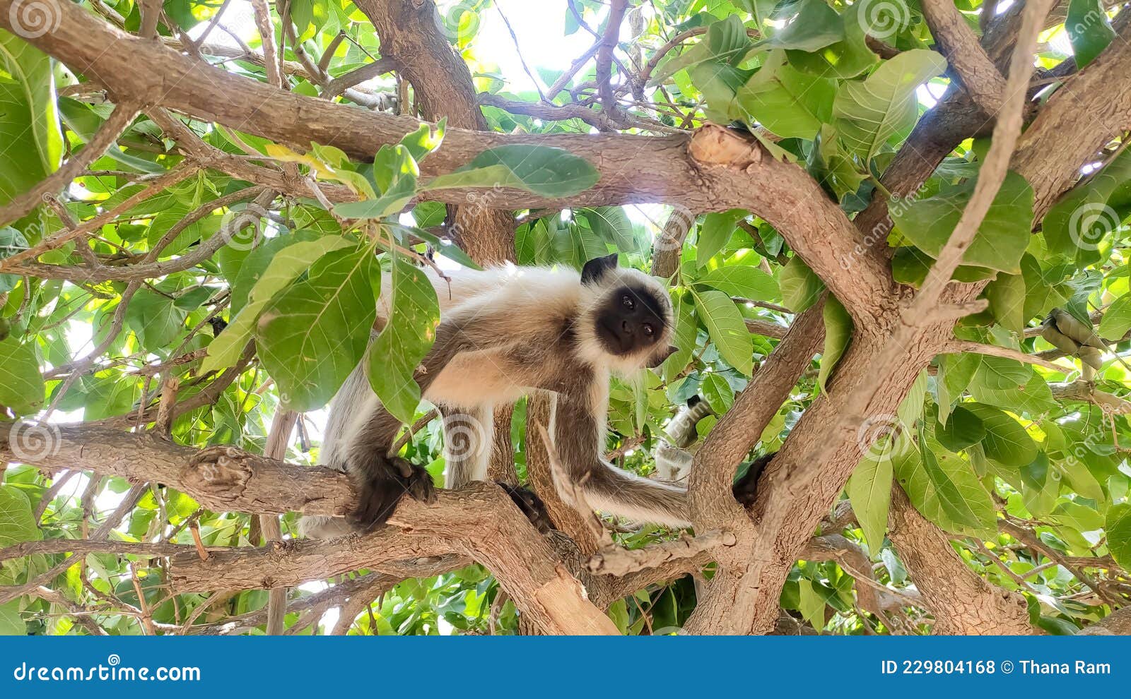 Monkey on the Tree Branches Stock Photo - Image of beautiful, green ...