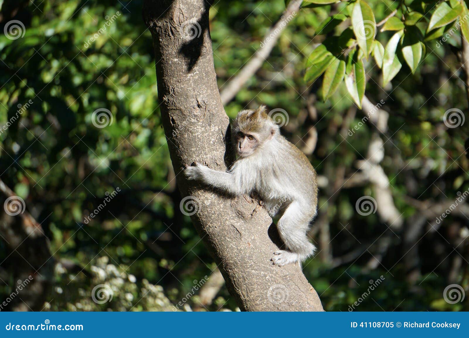 Monkey on tree stock image. Image of indonesia, jungle - 41108705