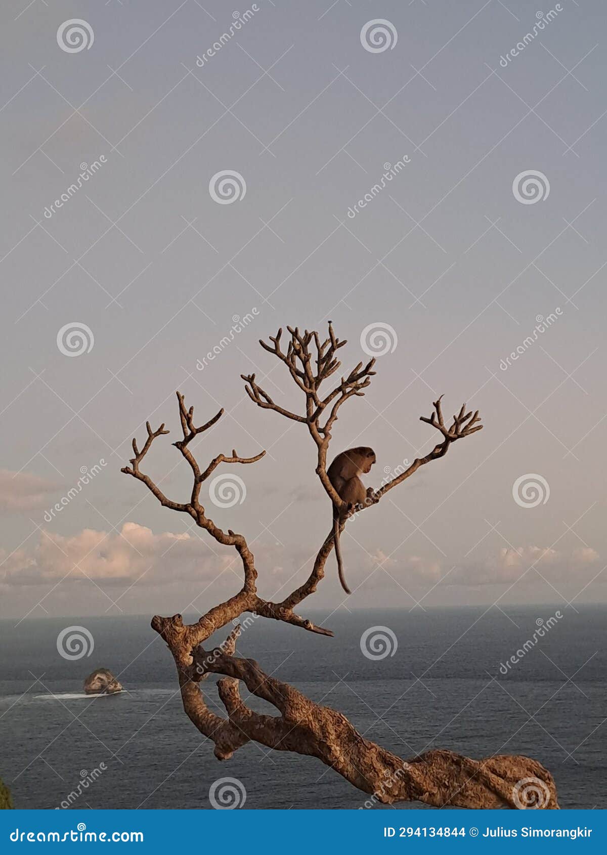 Monkey in the Tree Dan the Oceans Stock Photo - Image of nature ...