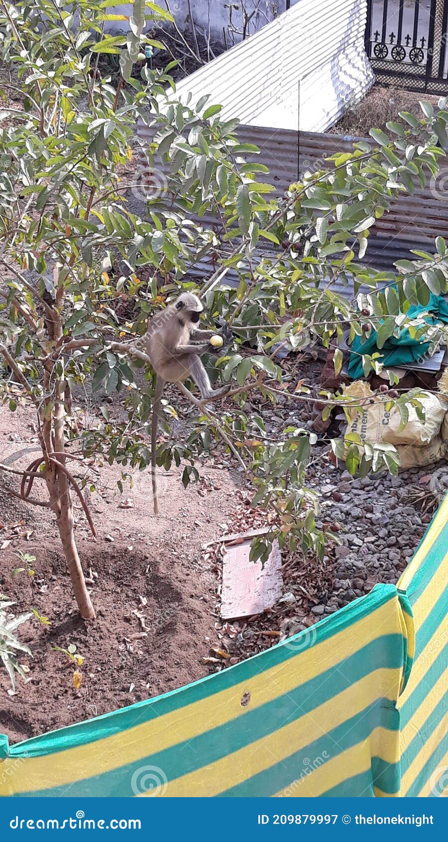 Monkey on the Tree Eating Guava Stock Image - Image of eating, monkey ...