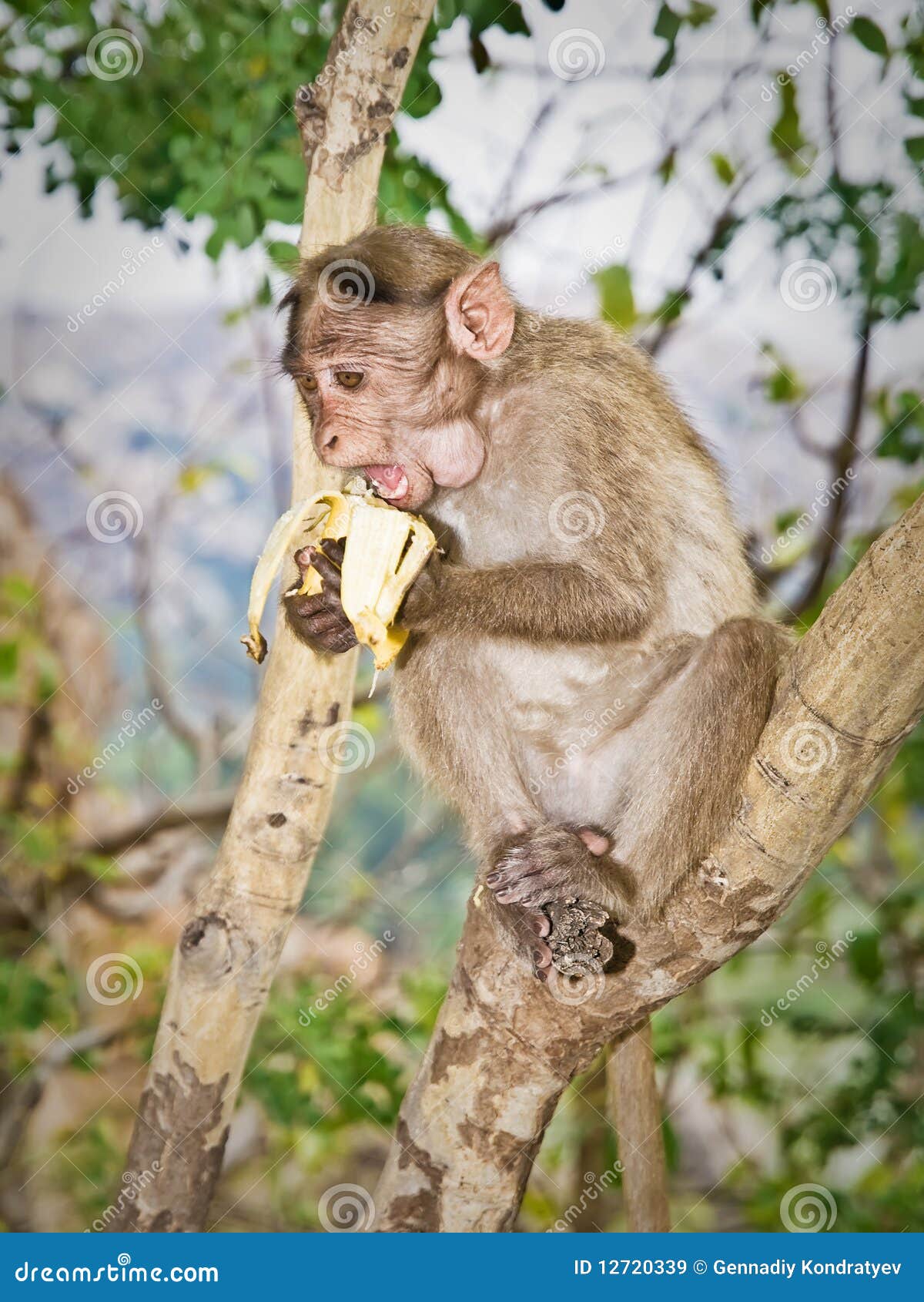 Monkey On Tree Eats Banana Royalty Free Stock Images - Image: 12720339