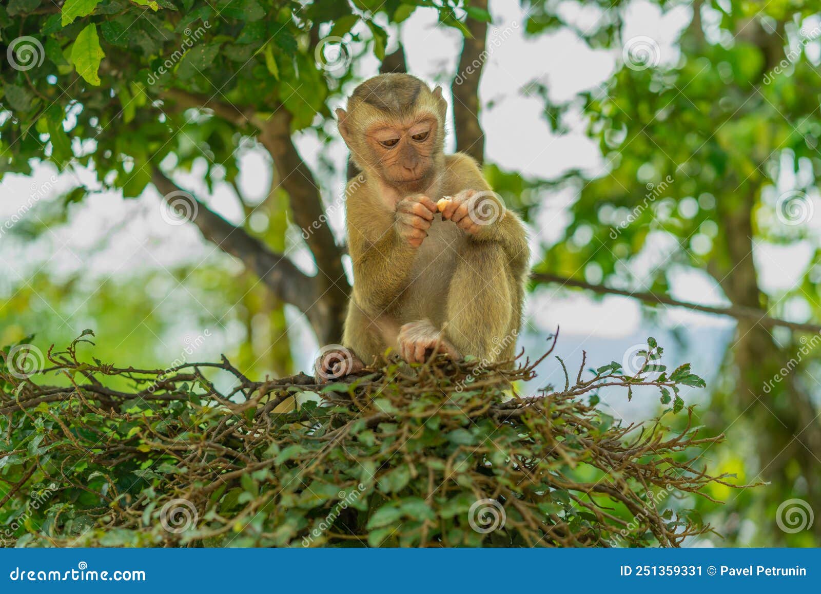 A monkey on a tree eats stock image. Image of green - 251359331