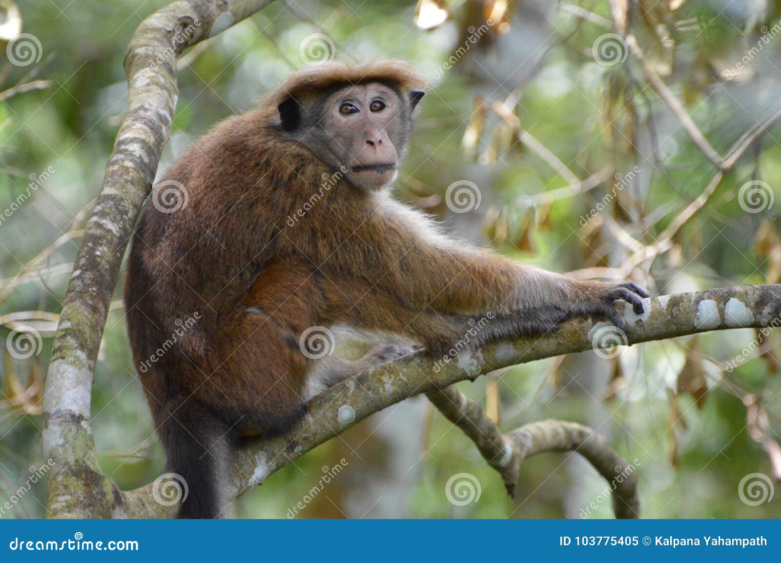 Monkey stock image. Image of monkey, forest, grasslands - 103775405