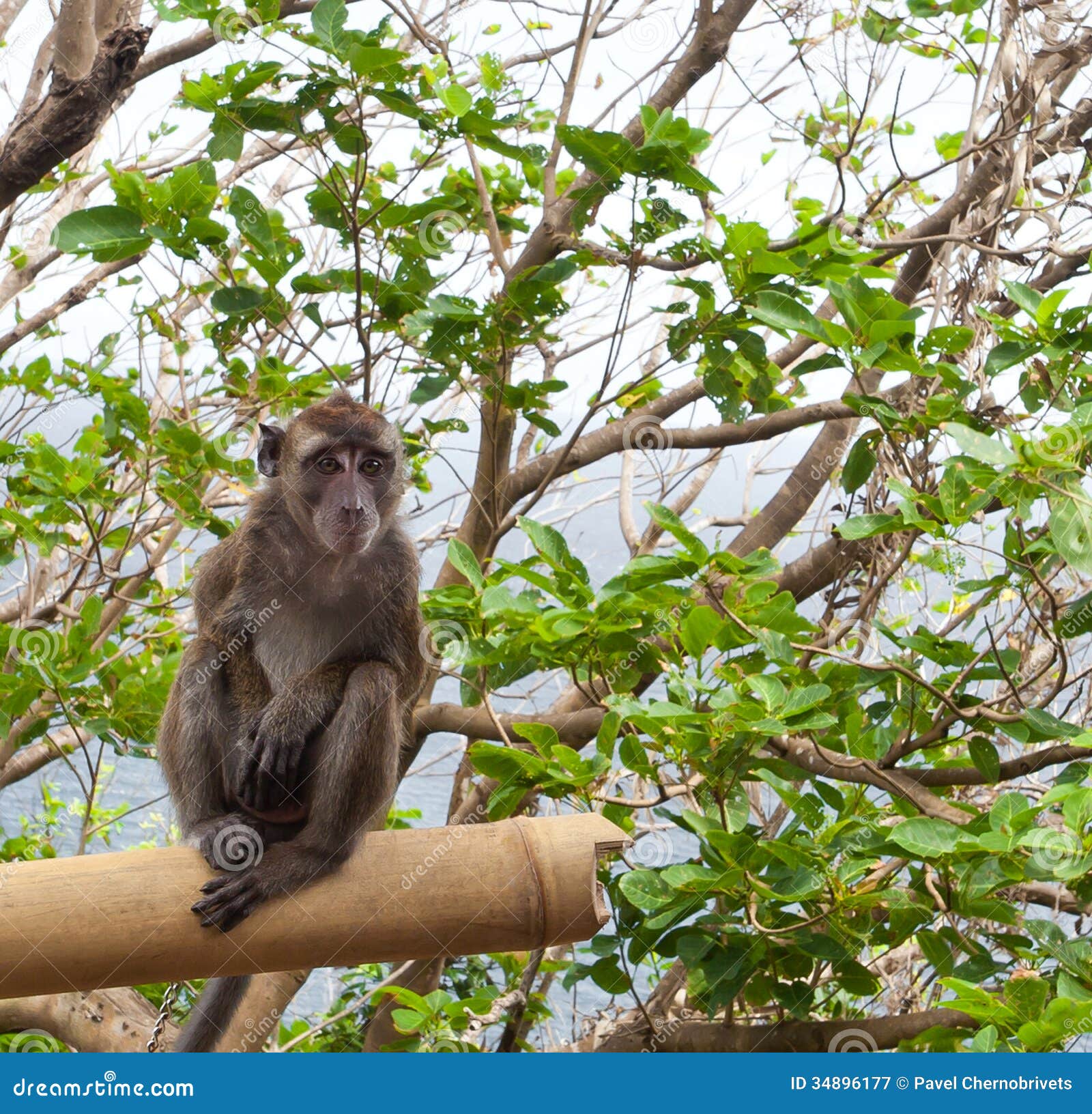 Monkey on the tree stock image. Image of portrait, head - 34896177