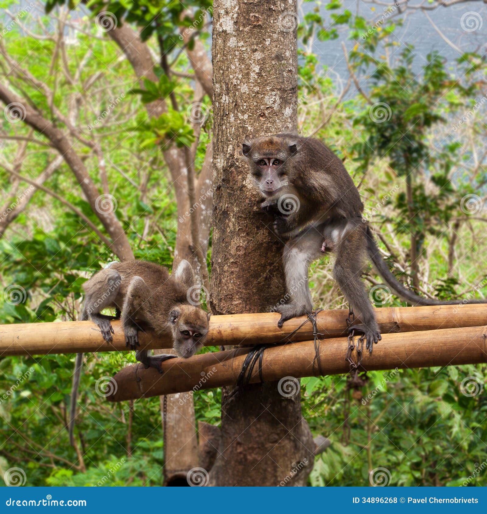 Monkey on the tree stock photo. Image of funny, mouth - 34896268