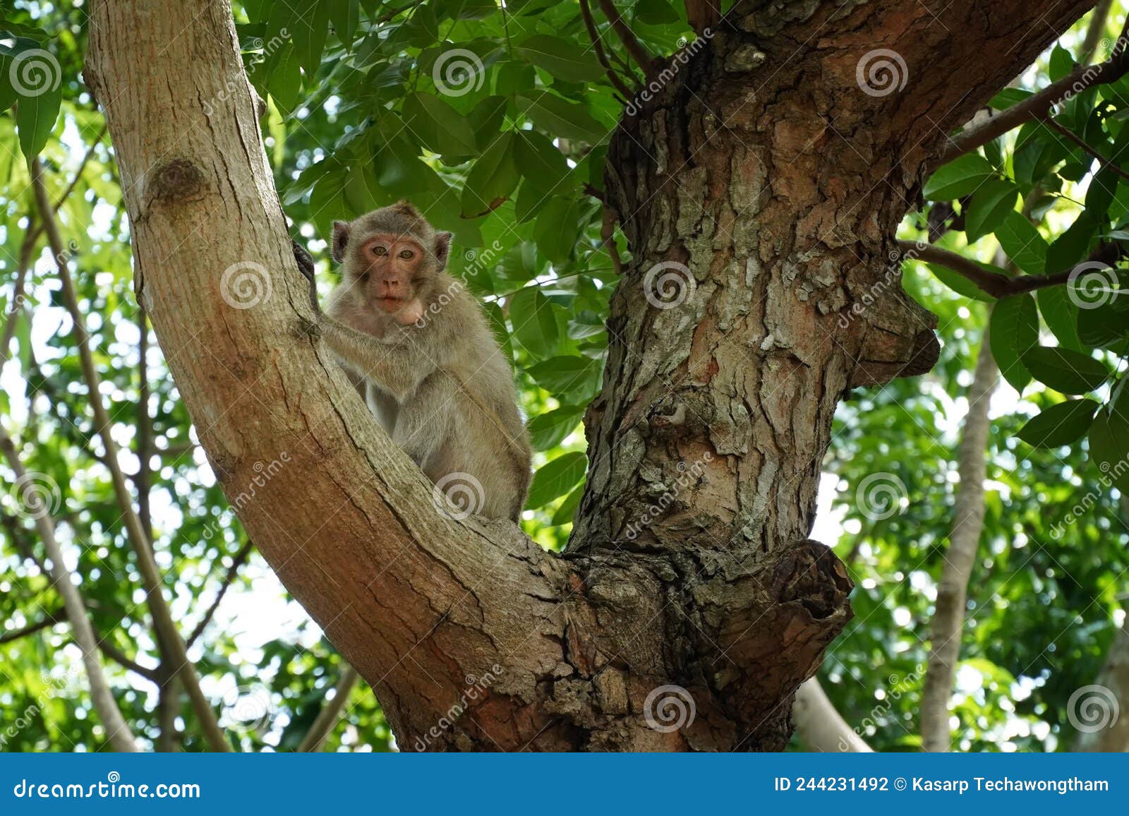 Monkey on Tree in Forest . Animal Conservation and Protecting ...
