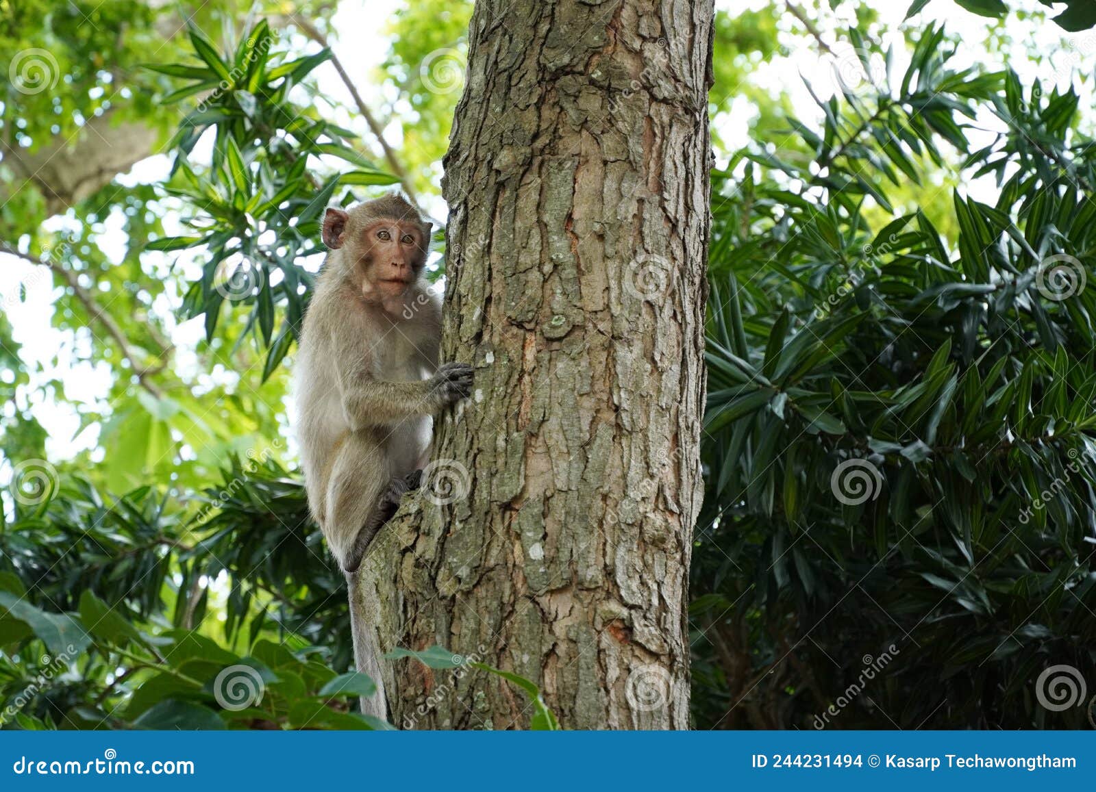 Monkey on Tree in Forest . Animal Conservation and Protecting ...
