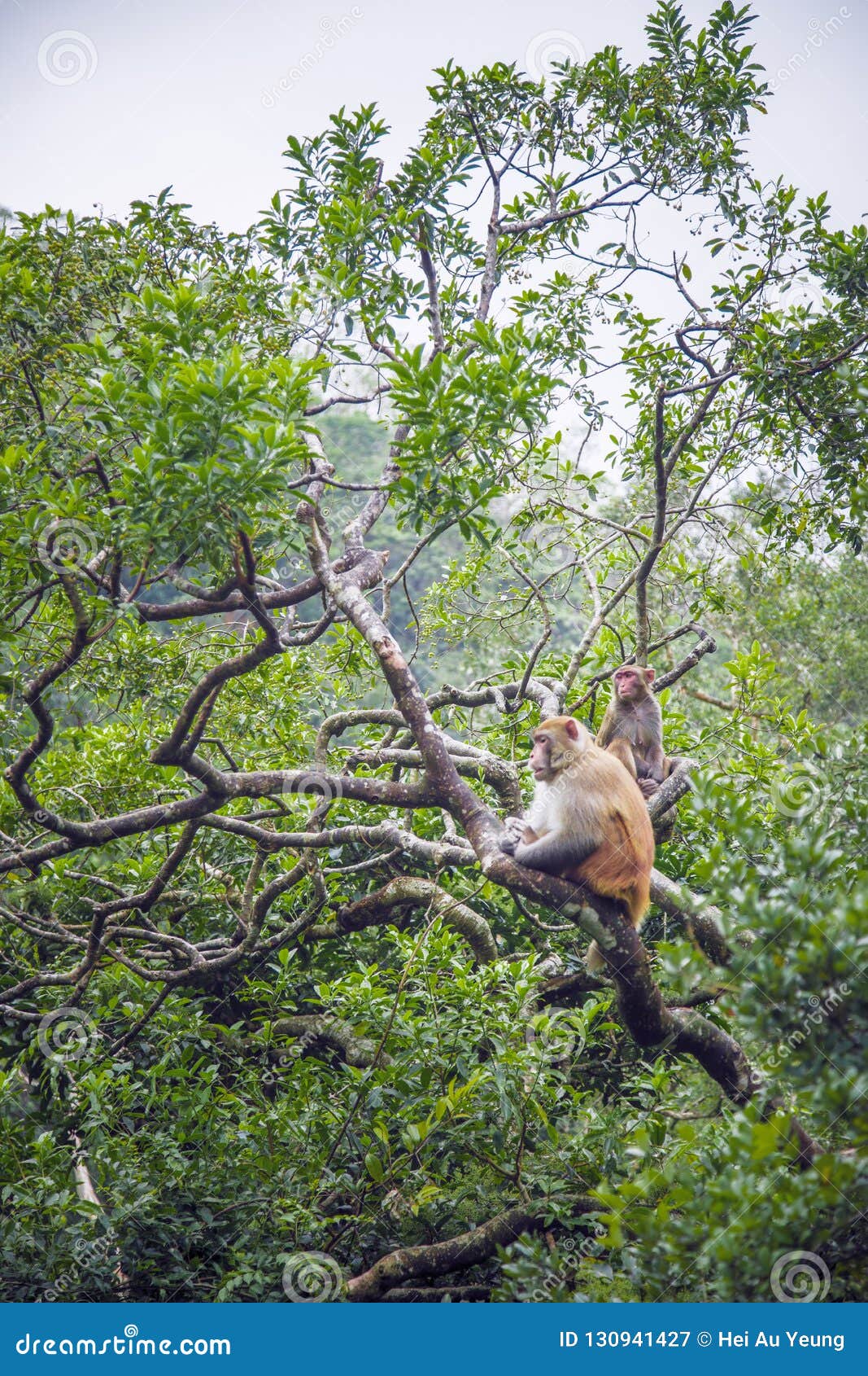 Monkey on tree in a forest stock image. Image of countryside - 130941427