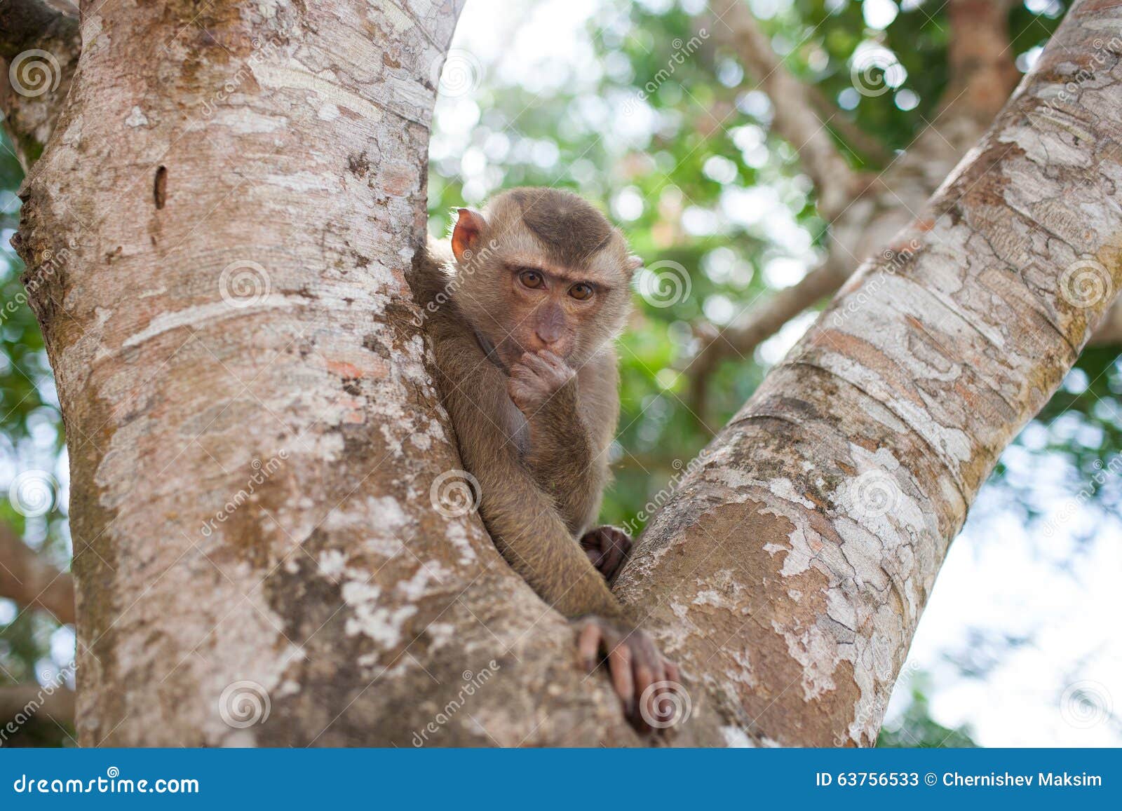 Monkey stock image. Image of sight, forest, tree, wise - 63756533