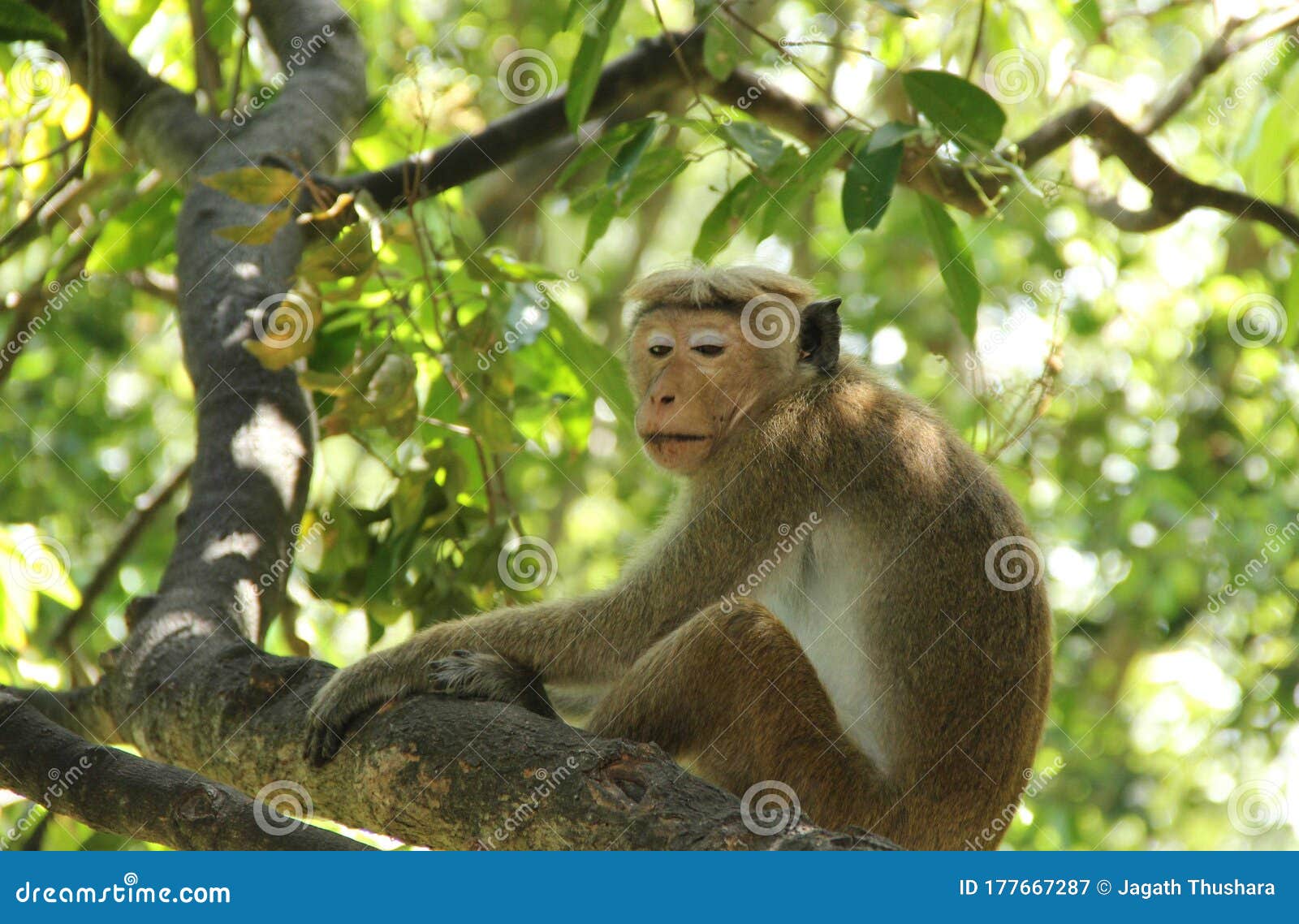 Monkey on Tree in the Forest Stock Image - Image of beautiful, tree ...