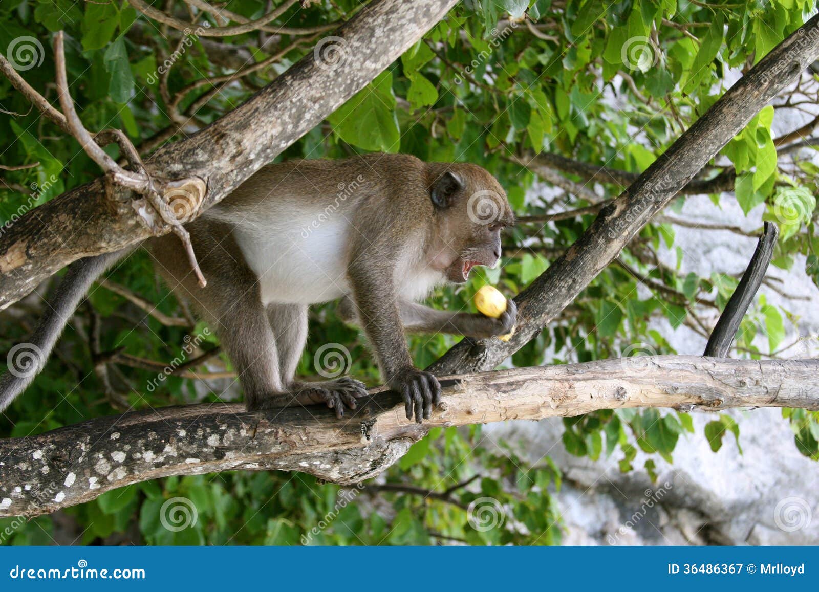 Monkey in tree stock image. Image of thailand, tree, banana - 36486367
