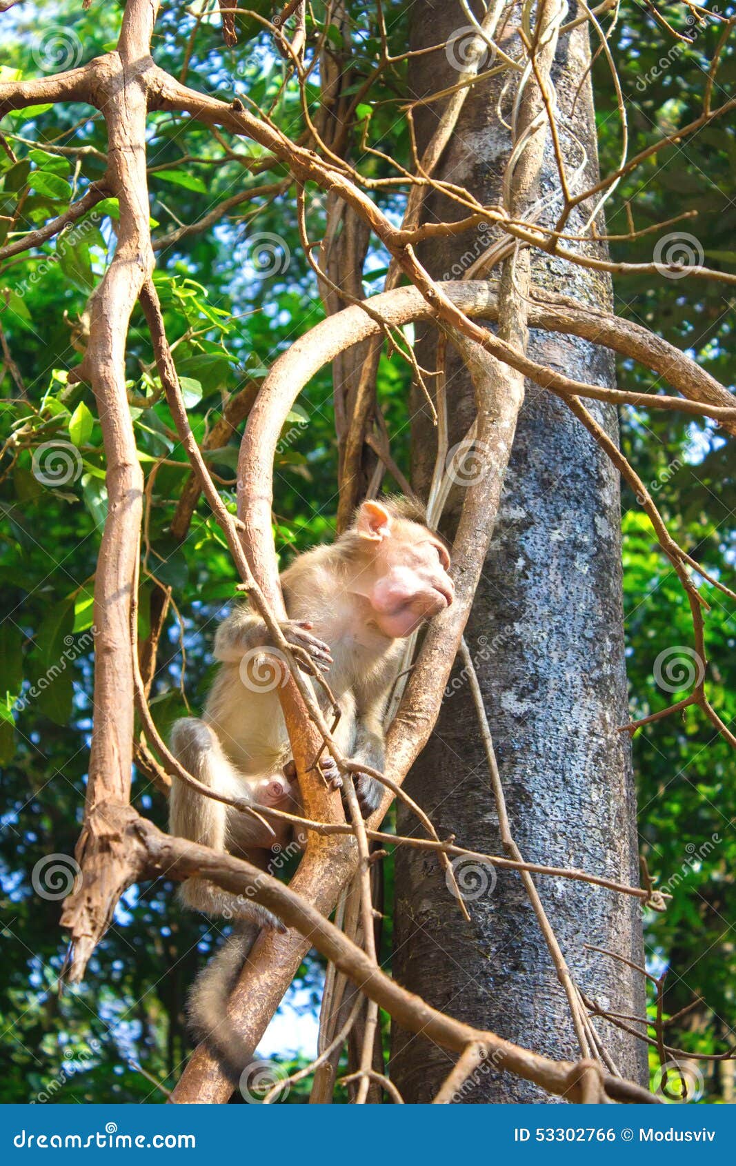 Monkey on a tree stock photo. Image of wild, branches - 53302766