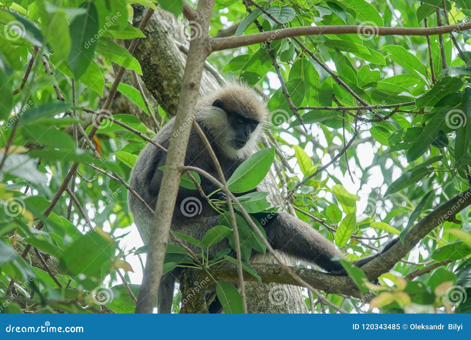 Monkey on a Tree in the Jungle Stock Image - Image of wild, sitting ...
