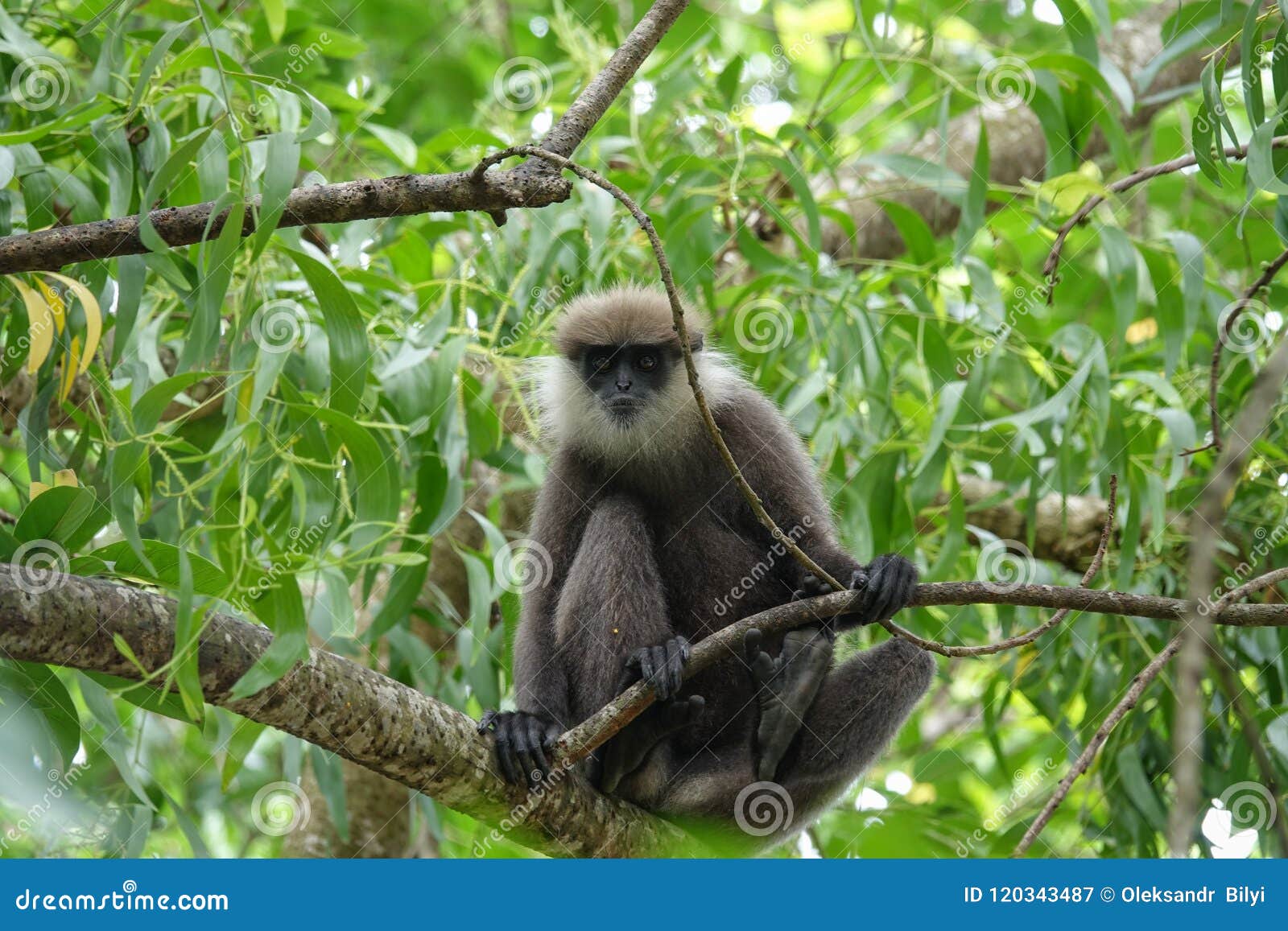 Monkey on a Tree in the Jungle Stock Image - Image of nature, branch ...