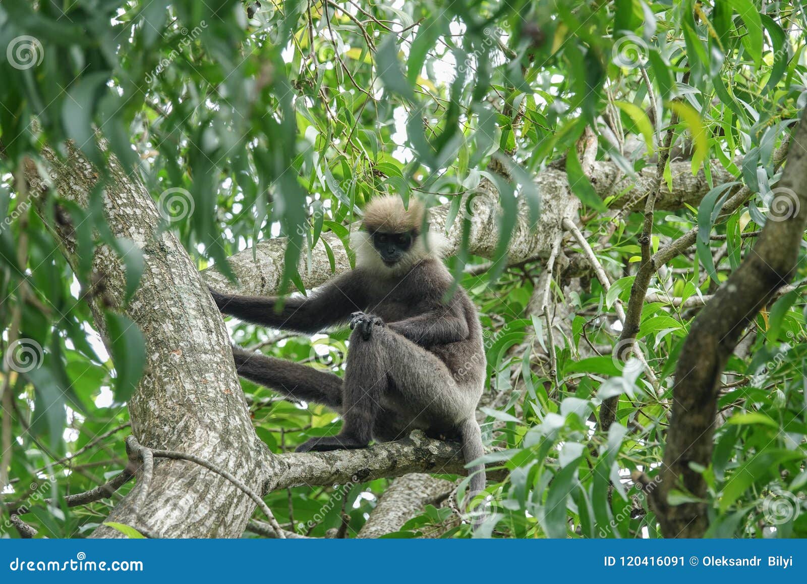 Monkey on a Tree in the Jungle Stock Image - Image of portrait, lanka ...