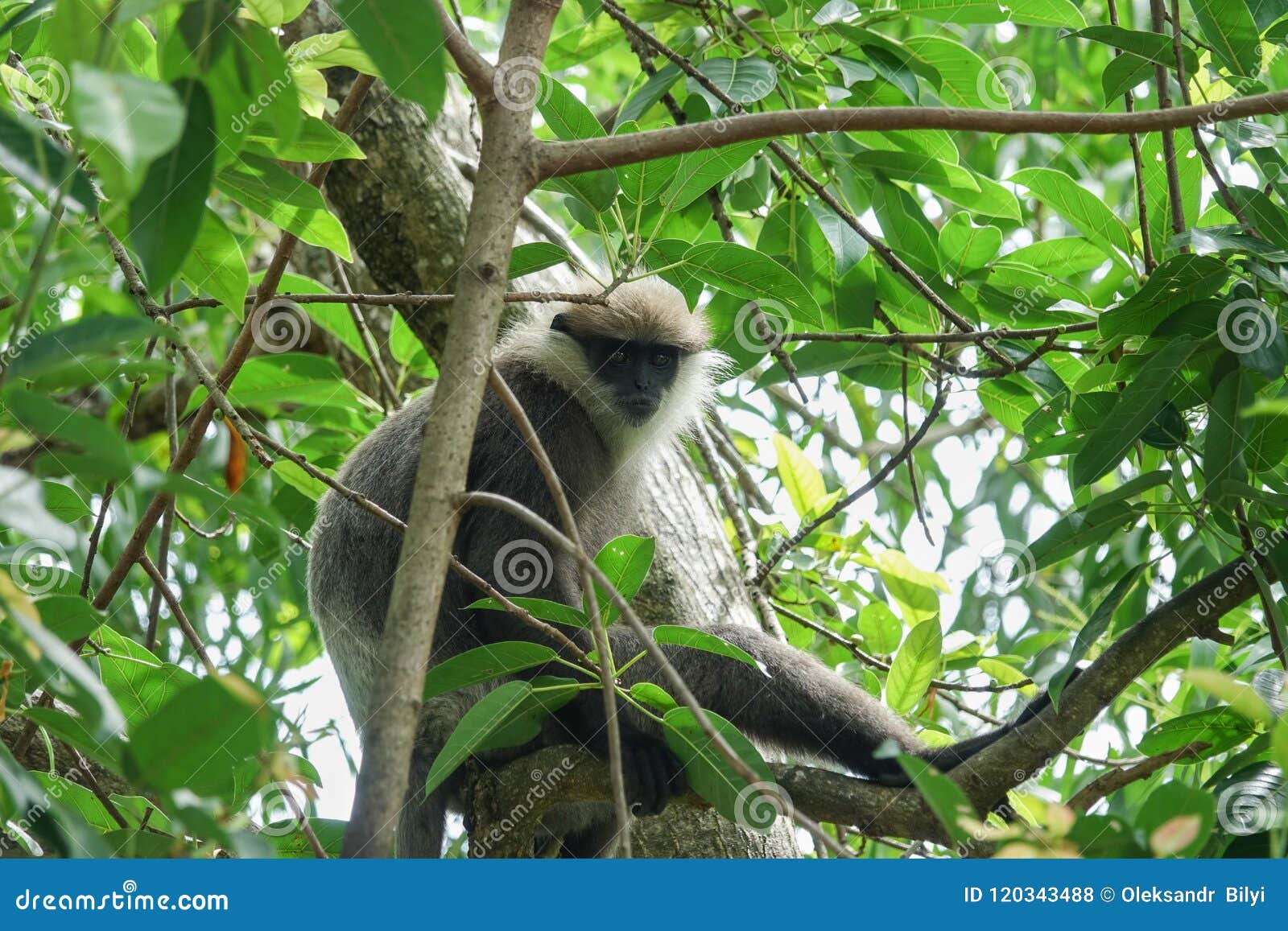 Monkey on a Tree in the Jungle Stock Photo - Image of grey, relax ...