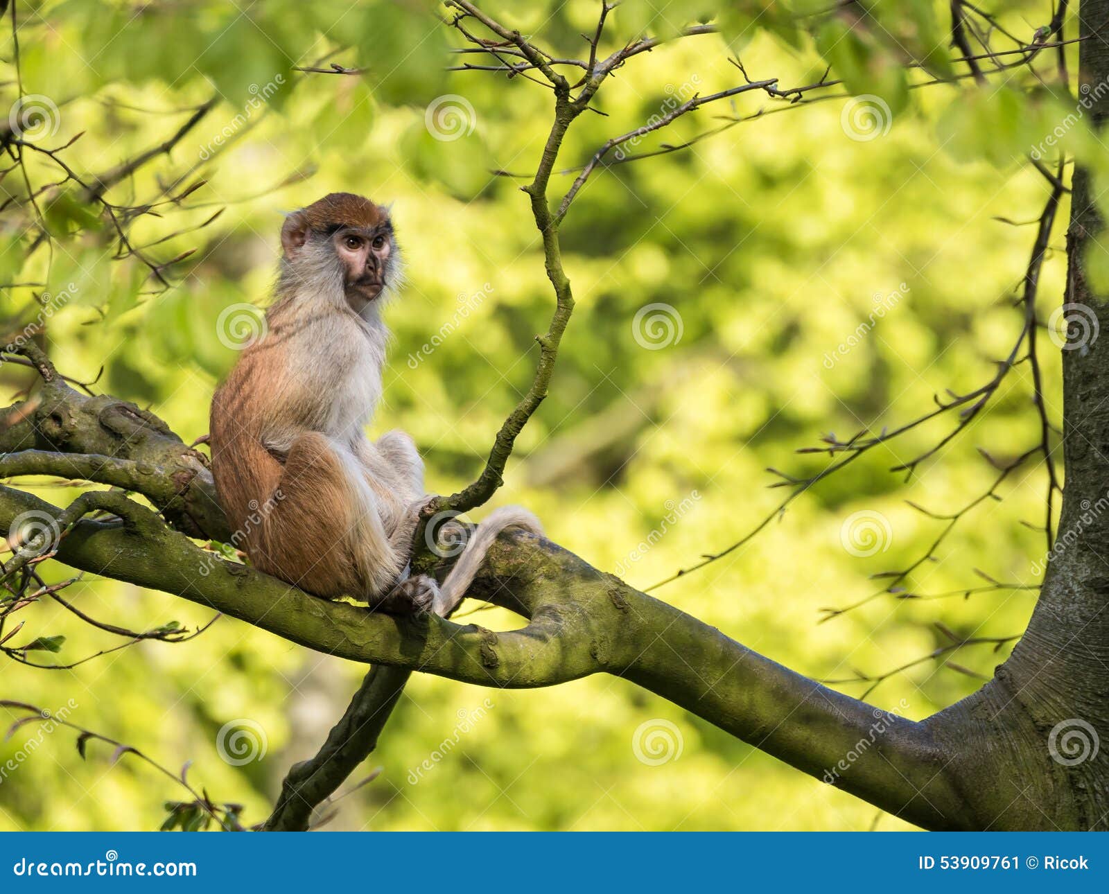 Monkey on a tree stock image. Image of primacy, monkey - 53909761