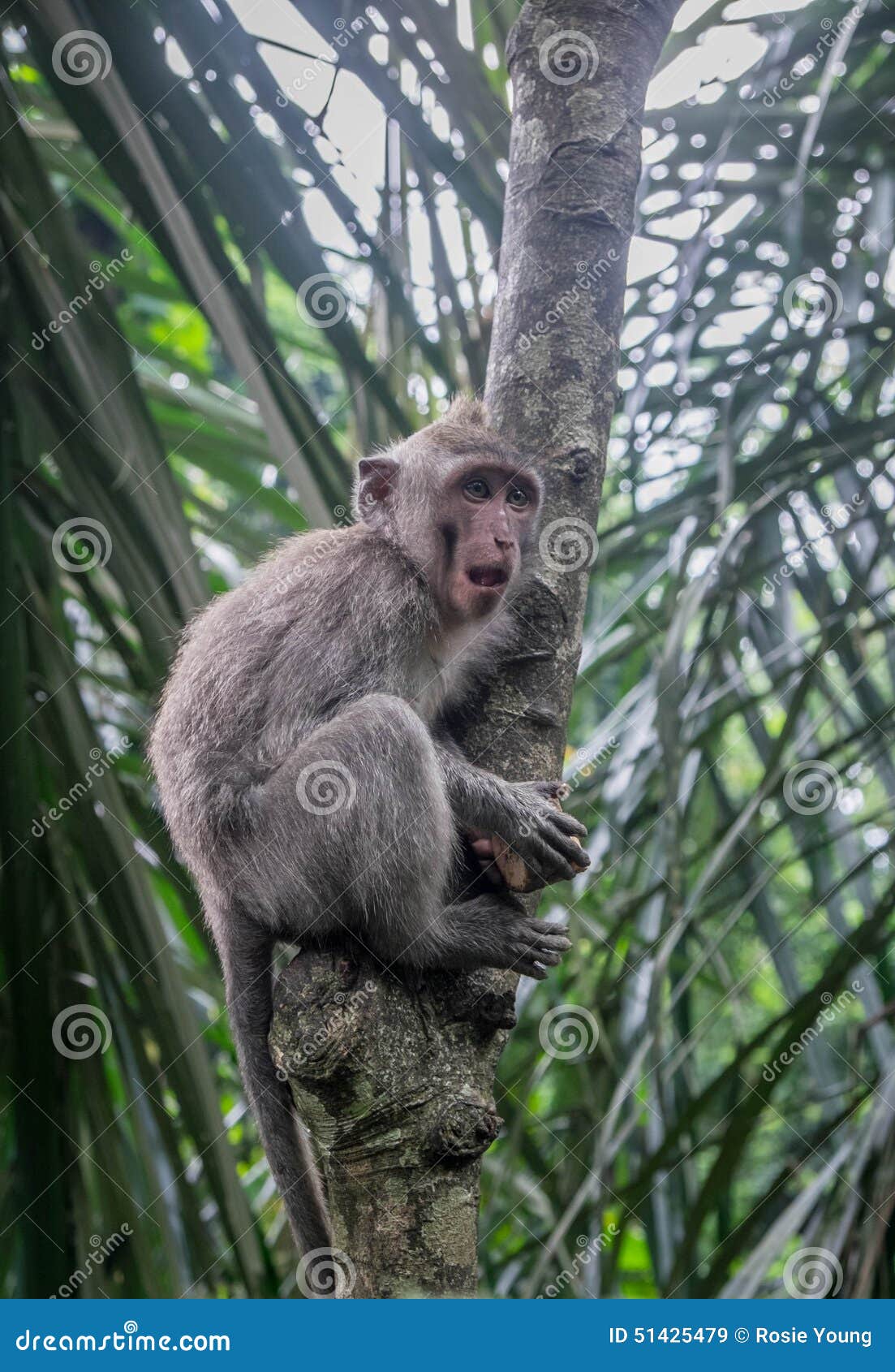 Monkey in a tree stock image. Image of ubud, east, long - 51425479