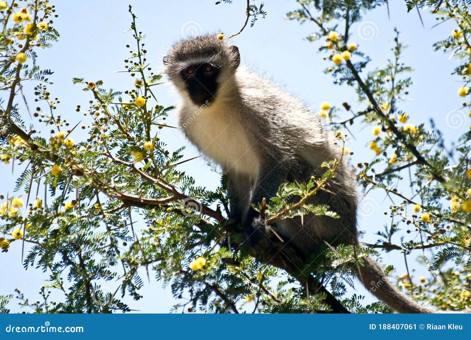 Monkey in a Tree Looking Down Stock Image - Image of park, tree: 188407061