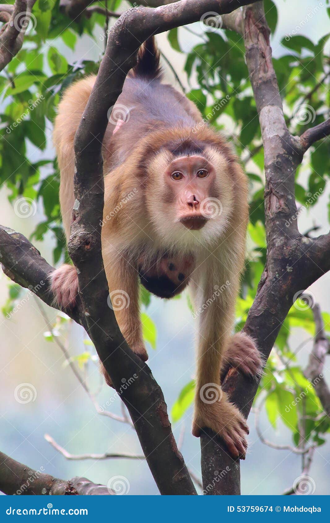 Monkey stock photo. Image of monkey, color, fruit, kenaine - 53759674