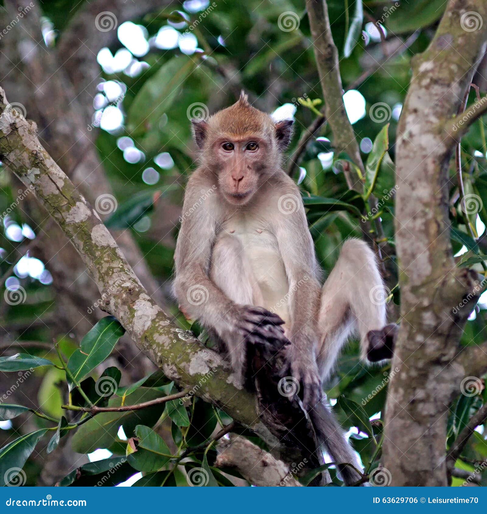 Monkey on the tree stock photo. Image of cute, wild, green - 63629706