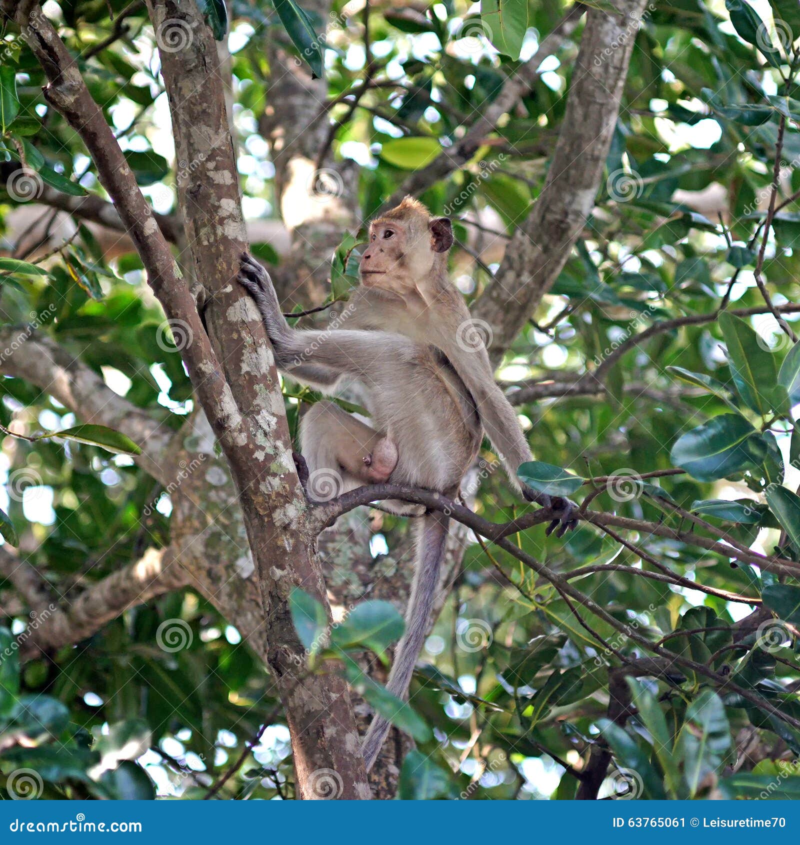 Monkey on the tree stock image. Image of forest, safari - 63765061