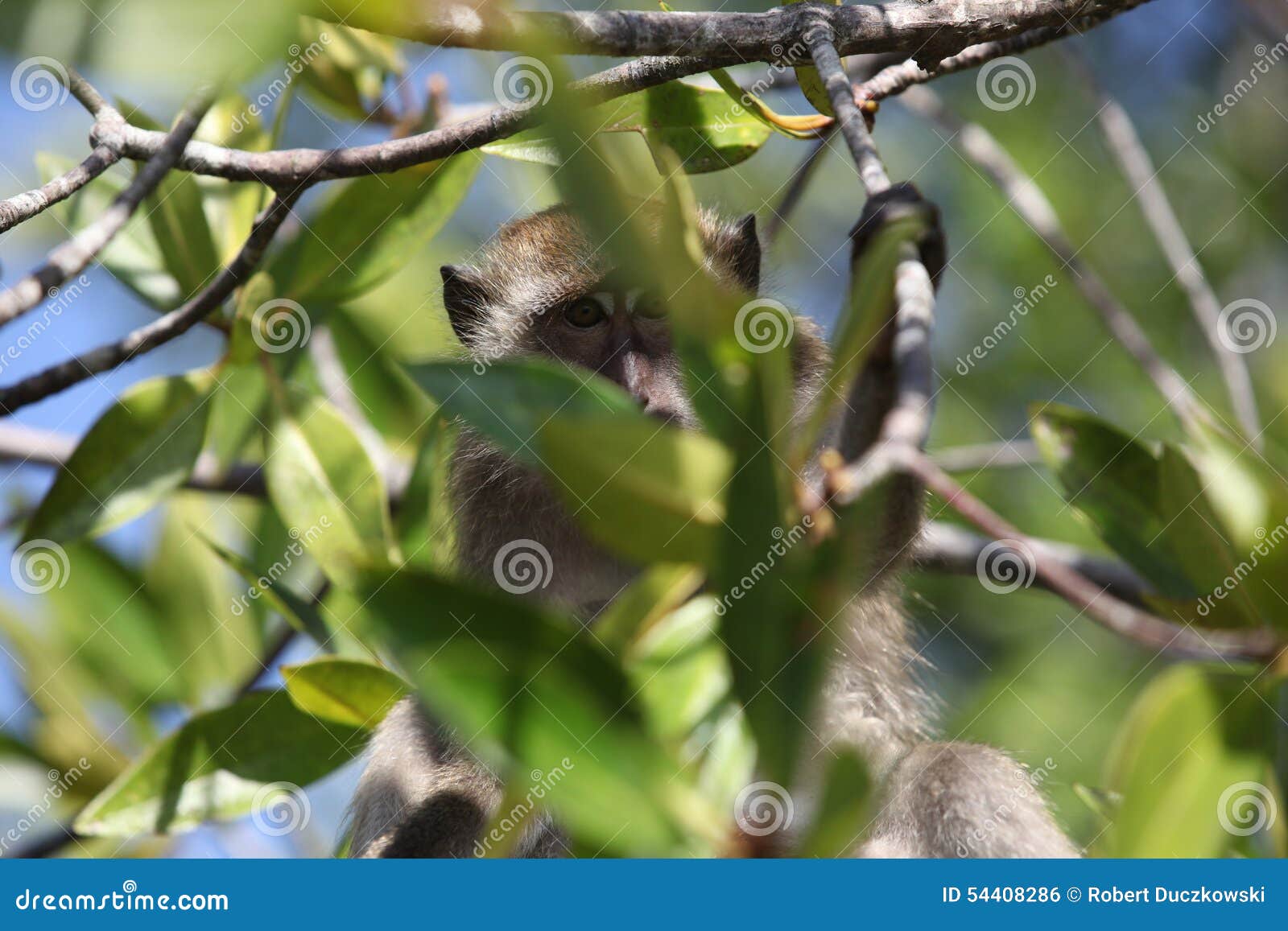 Monkey on the tree stock photo. Image of krabi, tree - 54408286