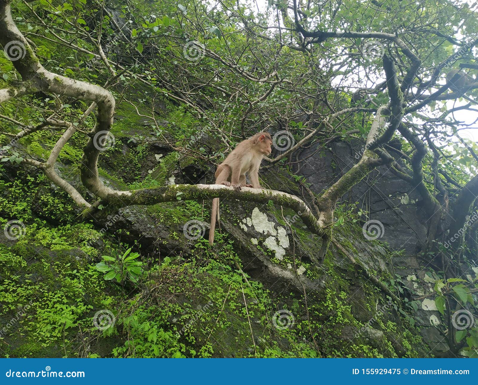 Monkey in tree stock image. Image of monkey, environment - 155929475