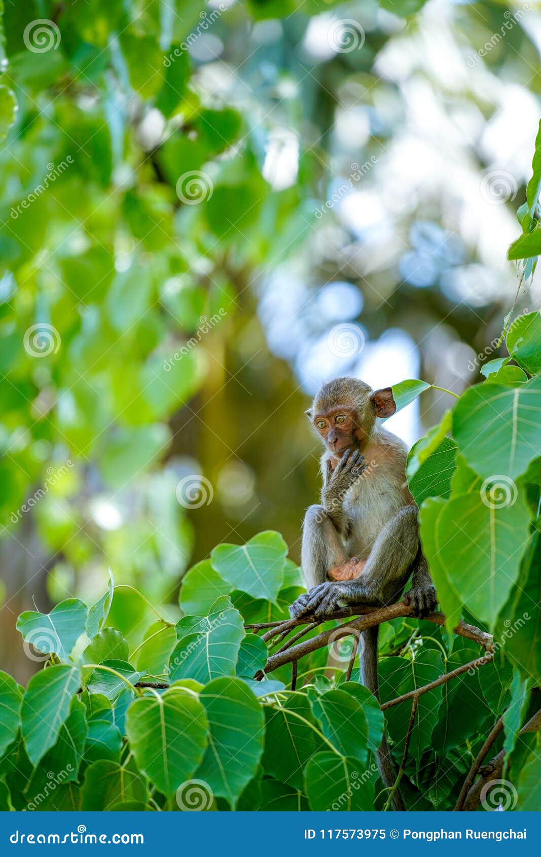 Monkey on tree stock image. Image of baby, monkey, brown - 117573975