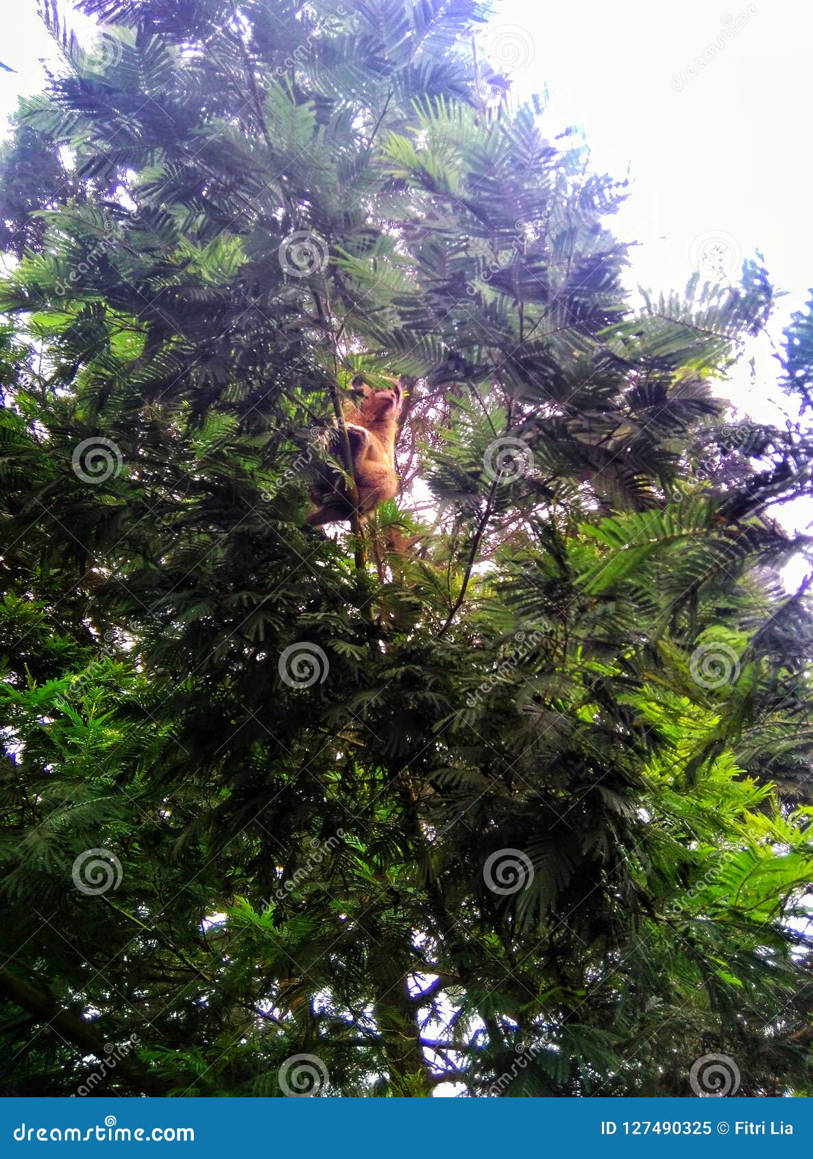 Monkey high in tree stock image. Image of east, java - 127490325