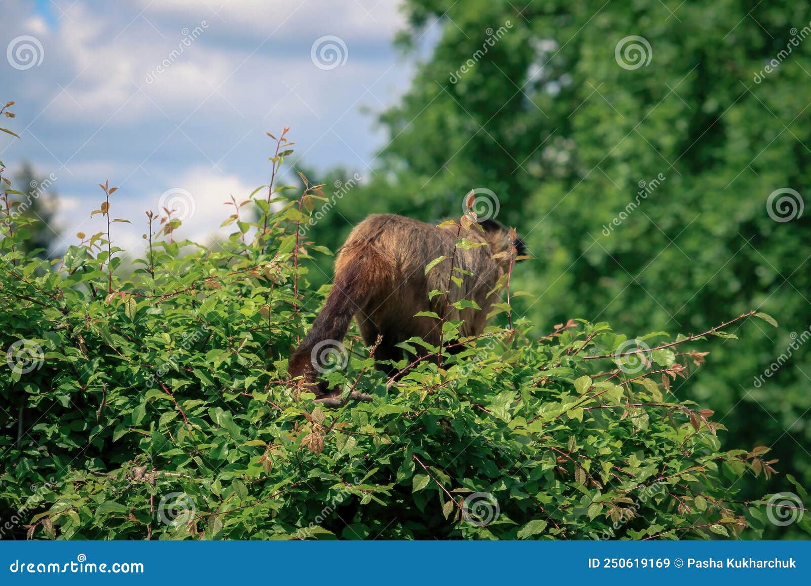 A Monkey on a Tree. a Monkey in Nature. Robust Capuchin Monkeys are ...