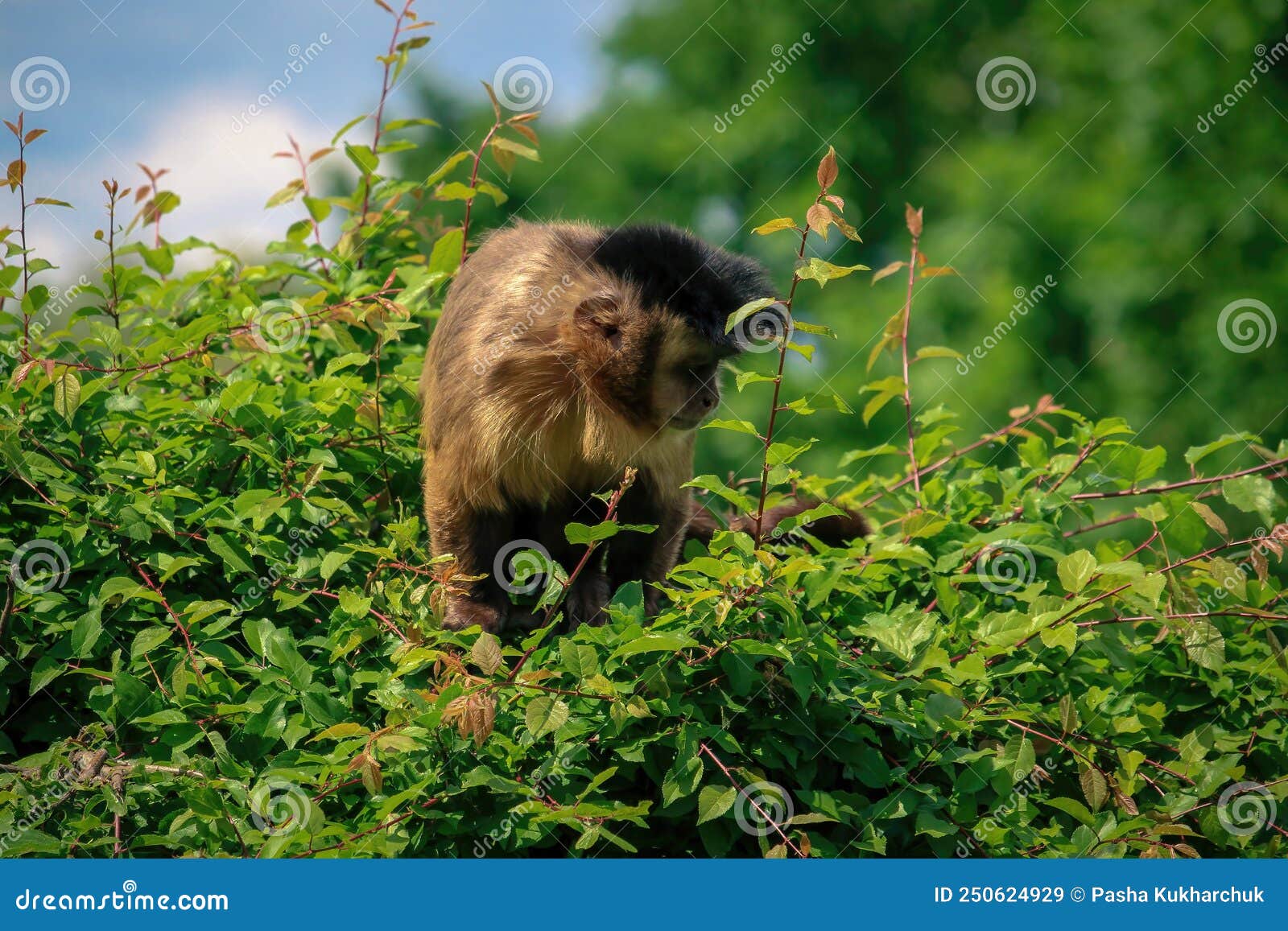 A Monkey on a Tree. a Monkey in Nature. Robust Capuchin Monkeys are ...