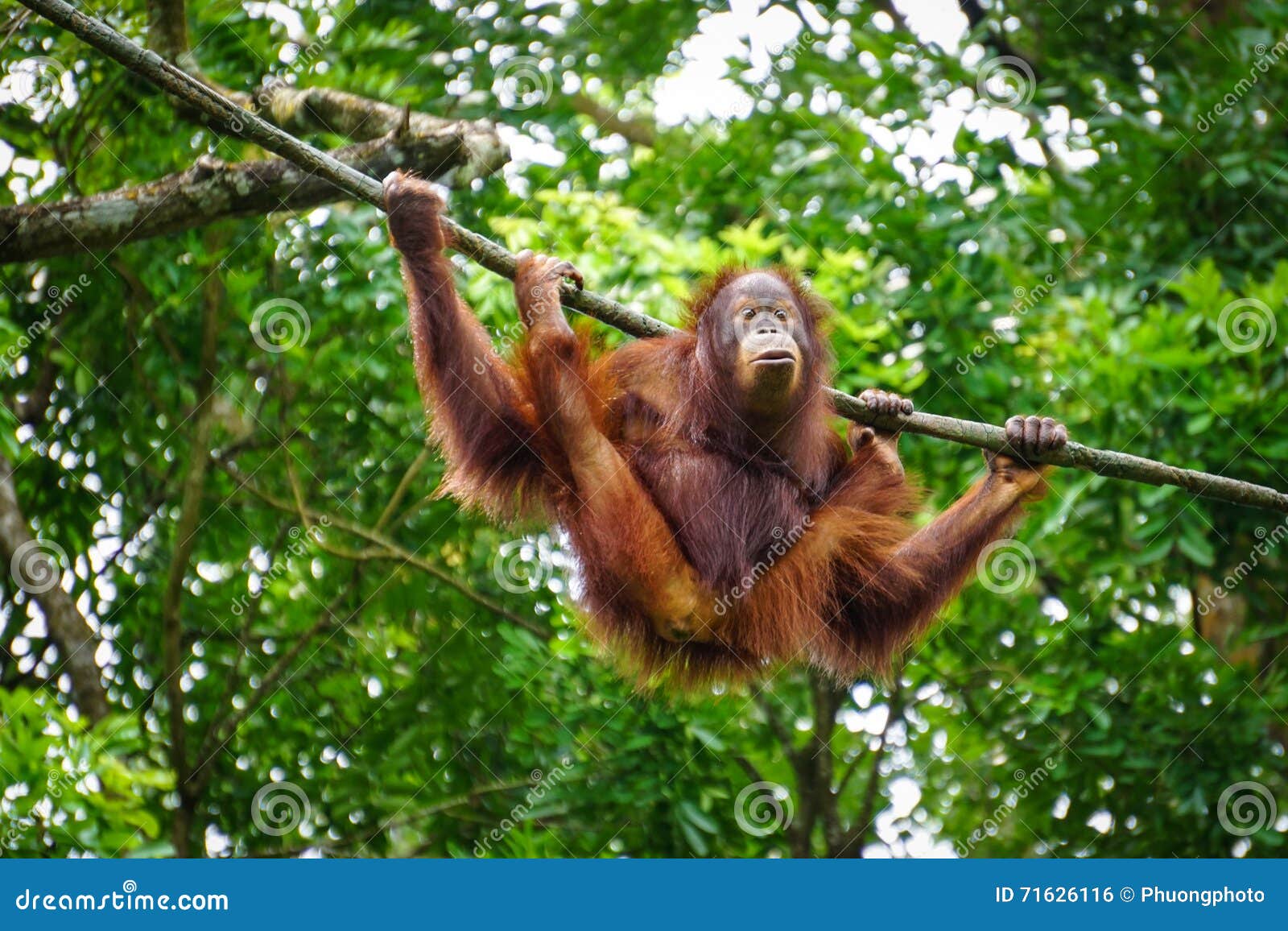 929 Tree House Monkey Stock Photos - Free & Royalty-Free Stock Photos ...