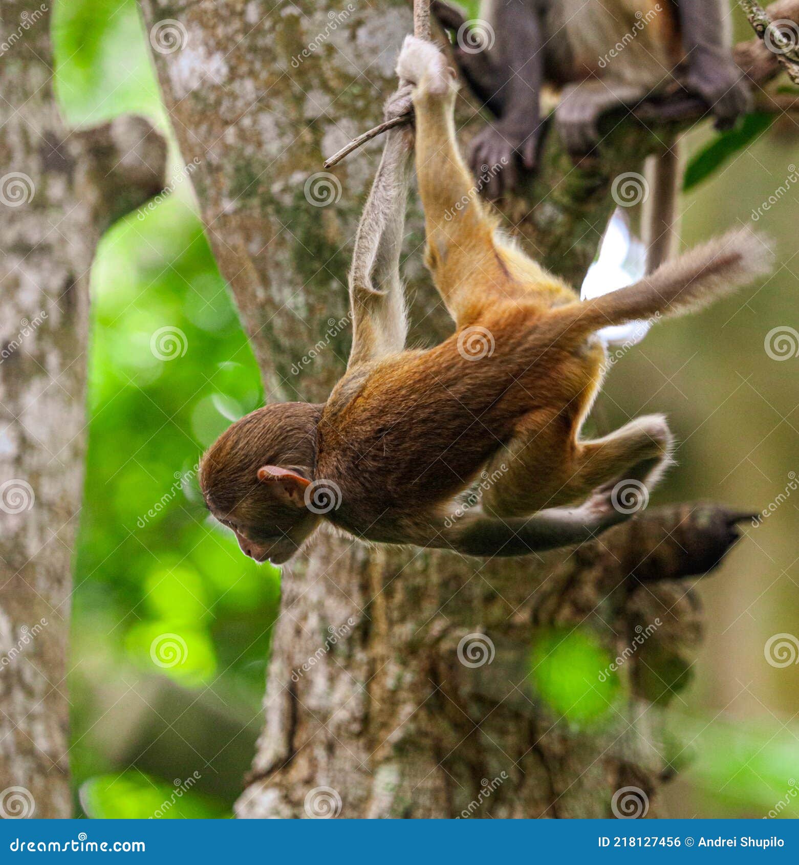 Monkey on a Tree in the Park Stock Photo - Image of capuchin, squirrel ...