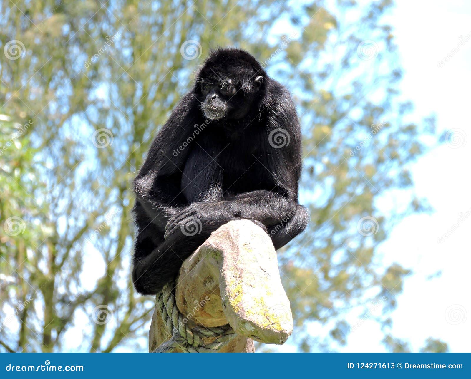 Monkey on the tree stock image. Image of powerful, vibrant - 124271613