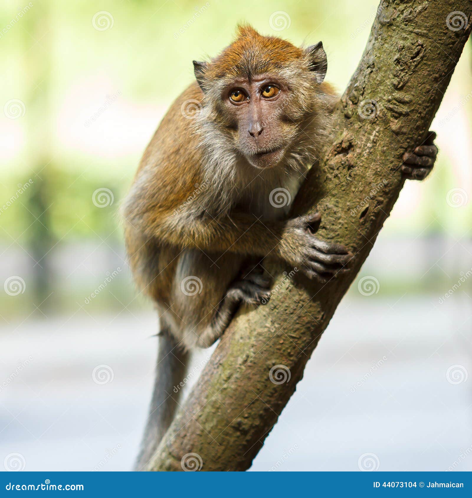 Monkey on the tree stock photo. Image of nature, friendly - 44073104