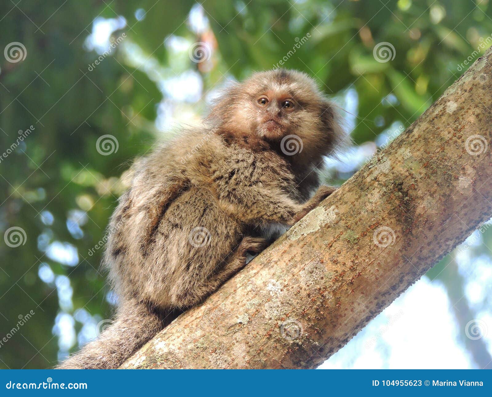 Titi monkey stock image. Image of mammal, brown, fluffy - 104955623