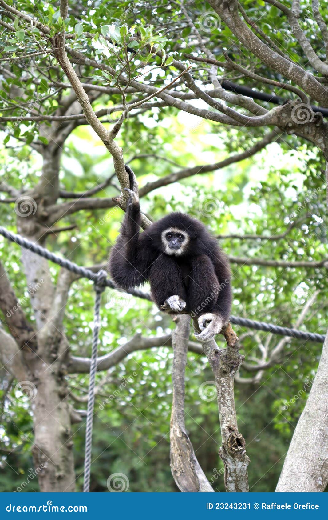 Monkey on tree with ropes stock image. Image of leafy - 23243231